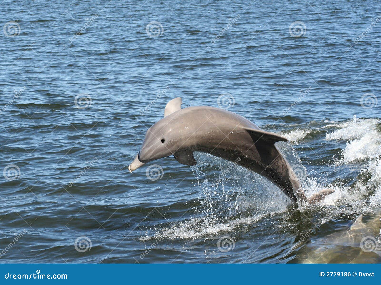 Springender Delphin stockfoto. Bild von wellen, erscheinen - 2779186