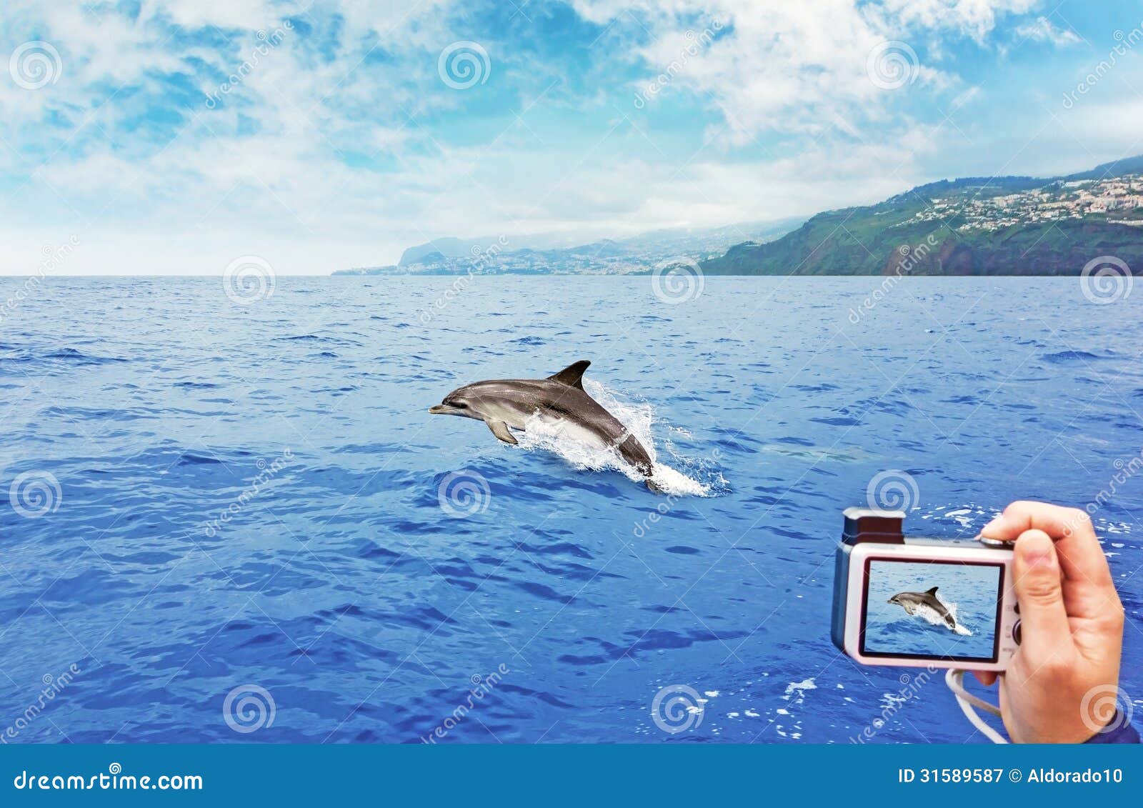 Springender Delphin stockbild. Bild von atlantisch, freundlich - 31589587