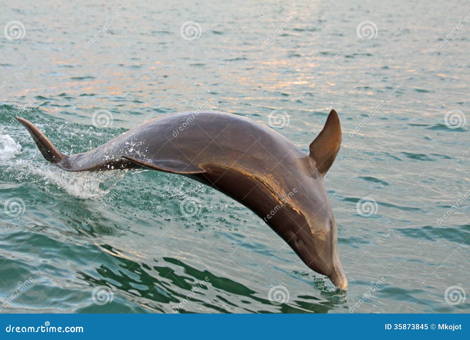 Springender Delphin stockbild. Bild von delphin, florida - 35873845