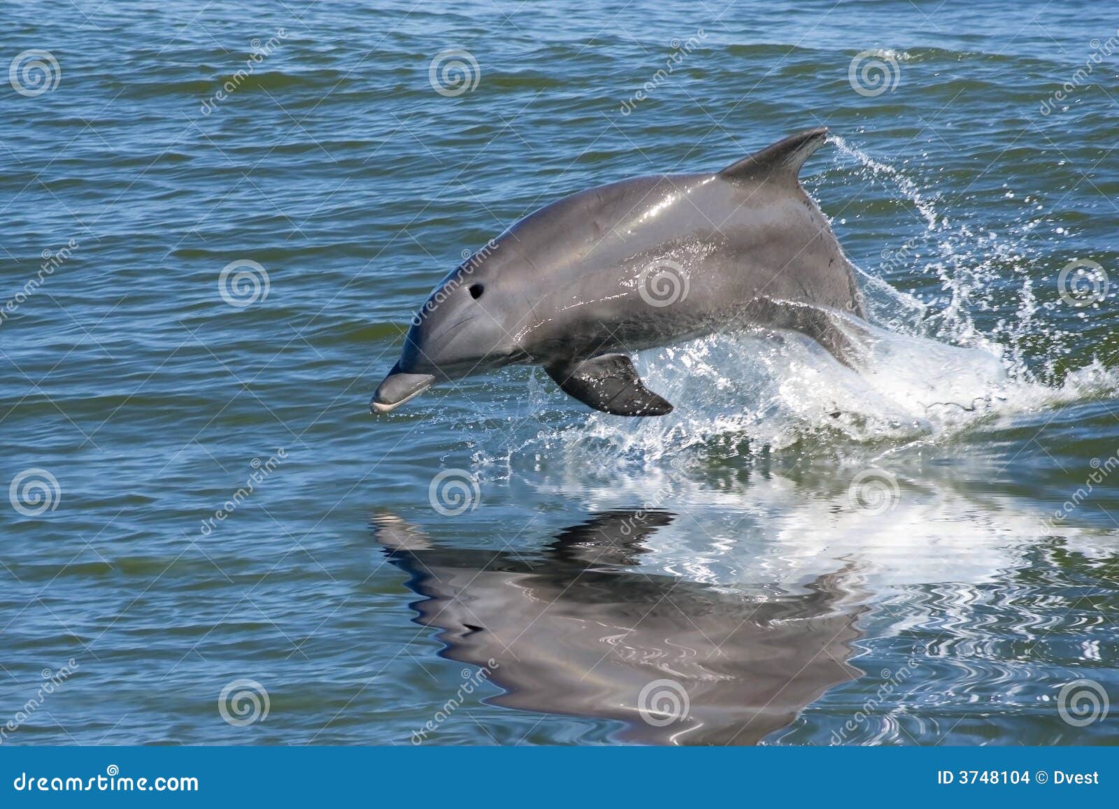 Springender Delphin stockfoto. Bild von intelligent, spielerisch - 3748104