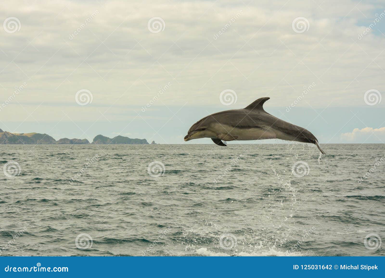 Springender Delphin in Der Bucht Von Inseln Stockfoto - Bild von inseln ...