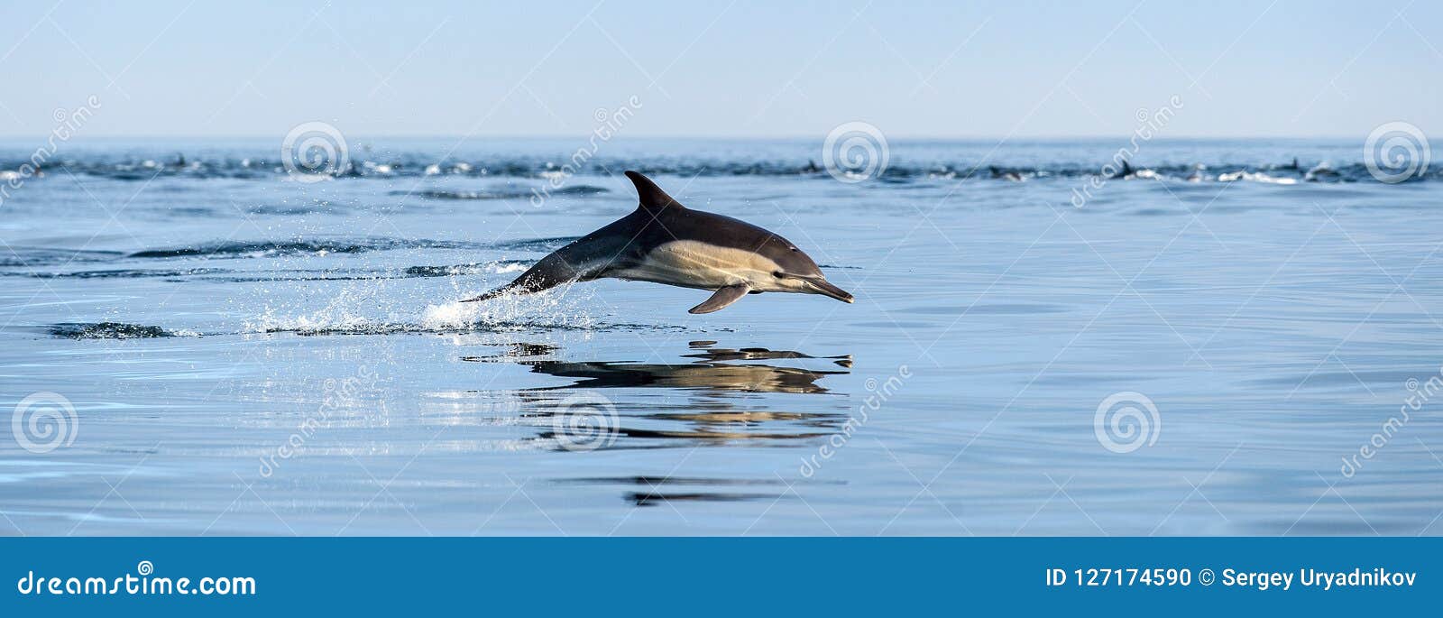 Springender Delphin Im Ozean Stockfoto - Bild von schnell, leben: 127174590