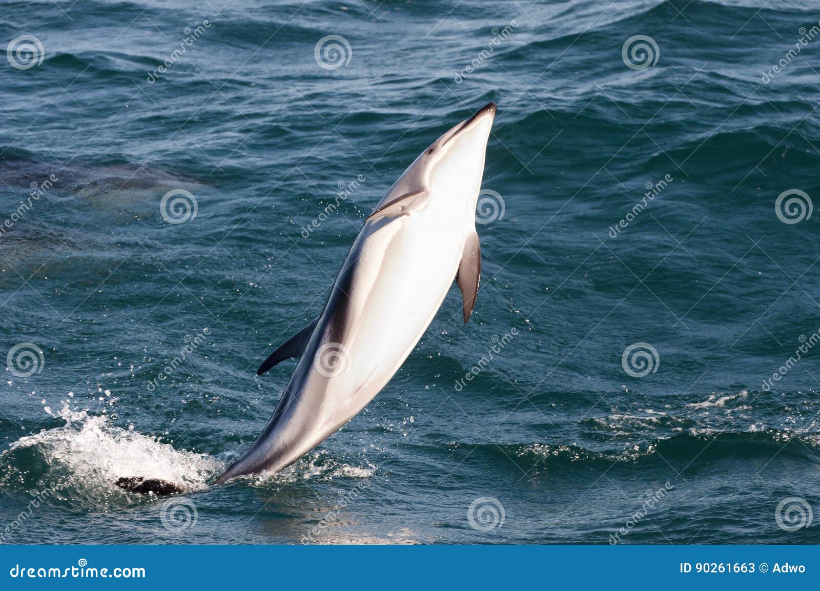 Springender Delphin - Kaikoura - Neuseeland Stockbild - Bild von nave ...