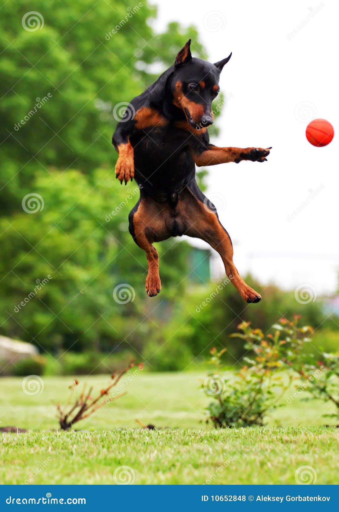 Springender Hund stockfoto. Bild von freiheit, frontseite - 10652848