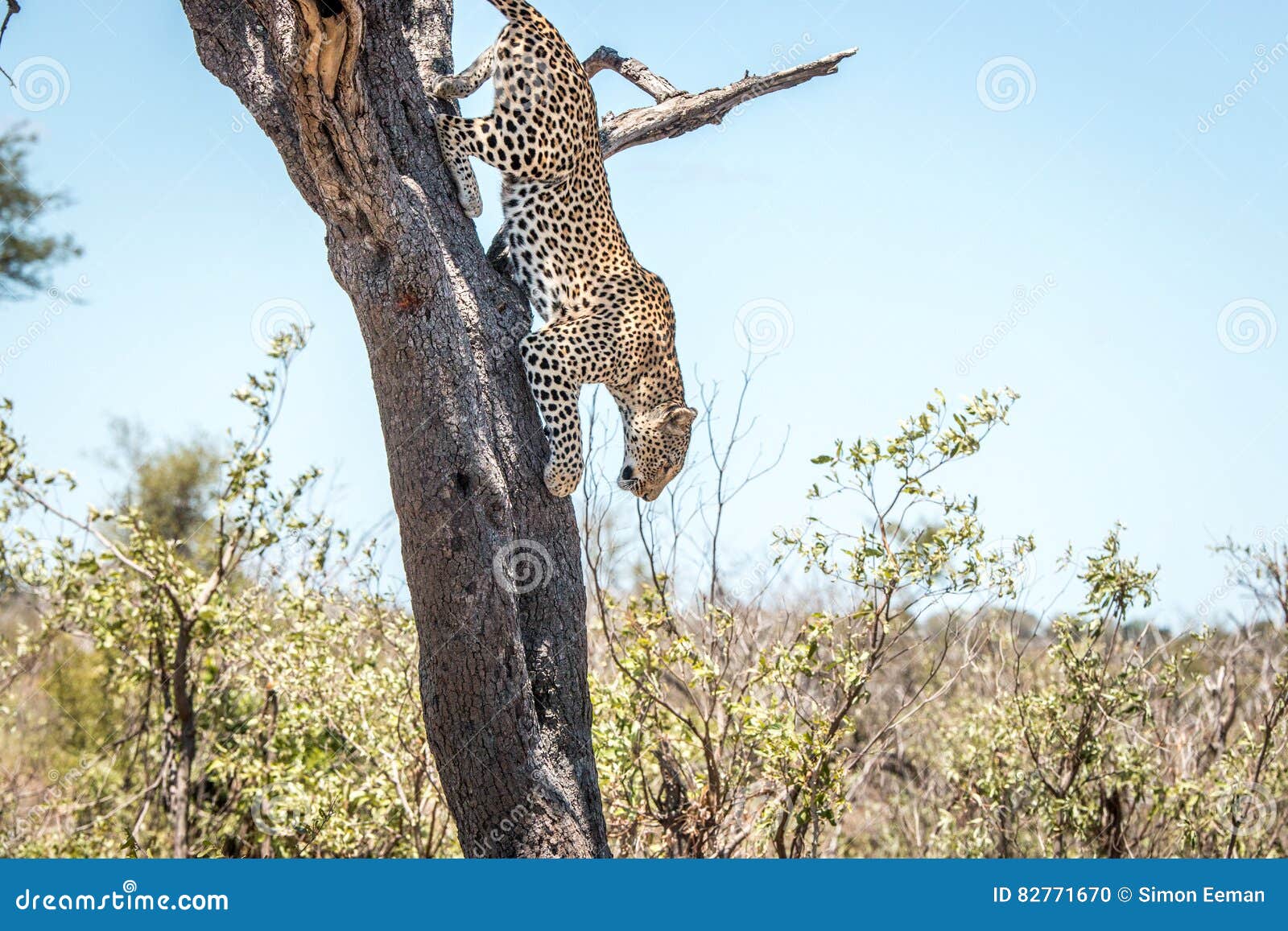 Springender Leopard Archivbilder - Abgabe des Download-5 geben Fotos frei