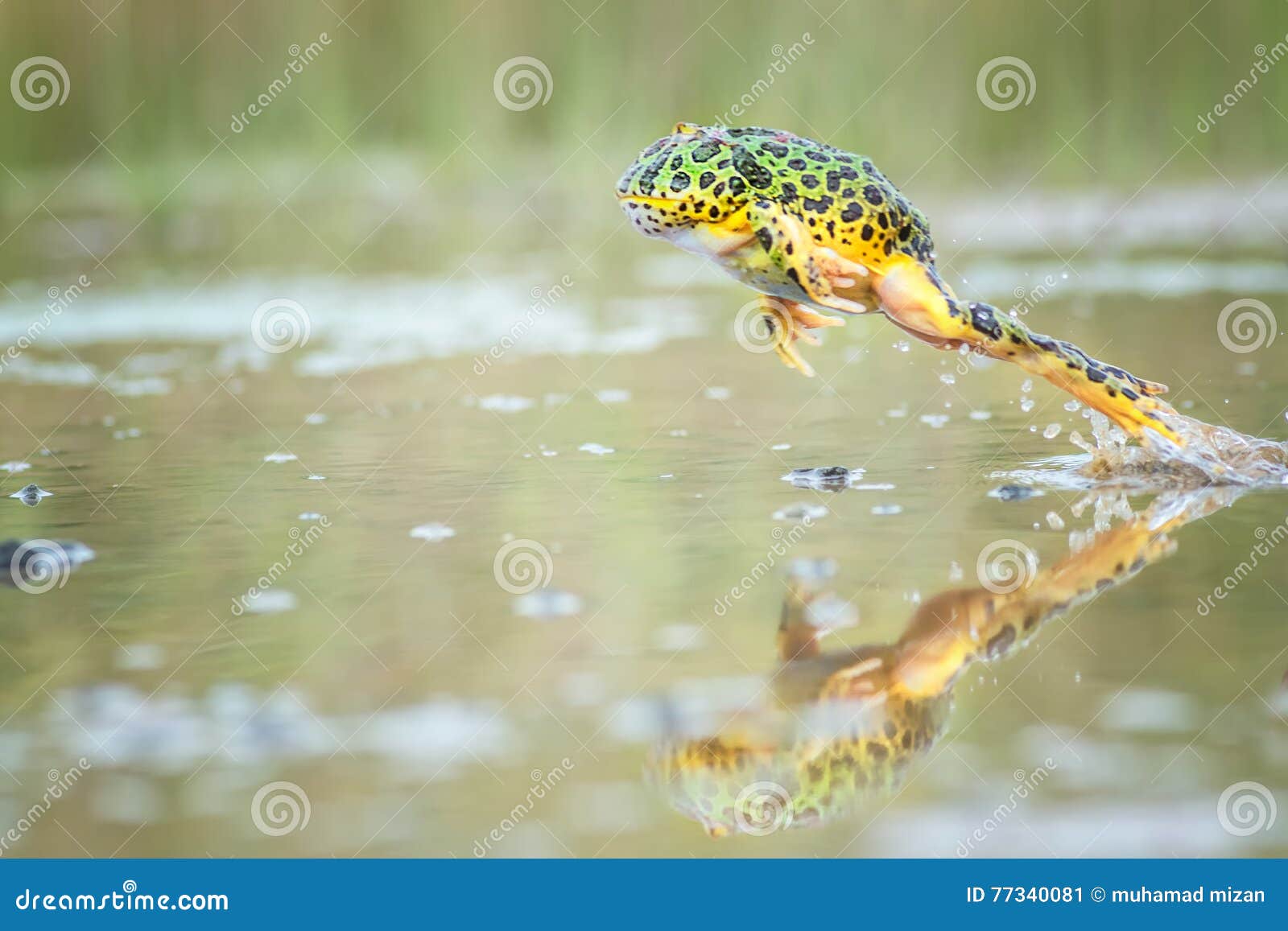 Springender Pacman-Frosch Mit Reclection Stockbild - Bild von amphibie ...