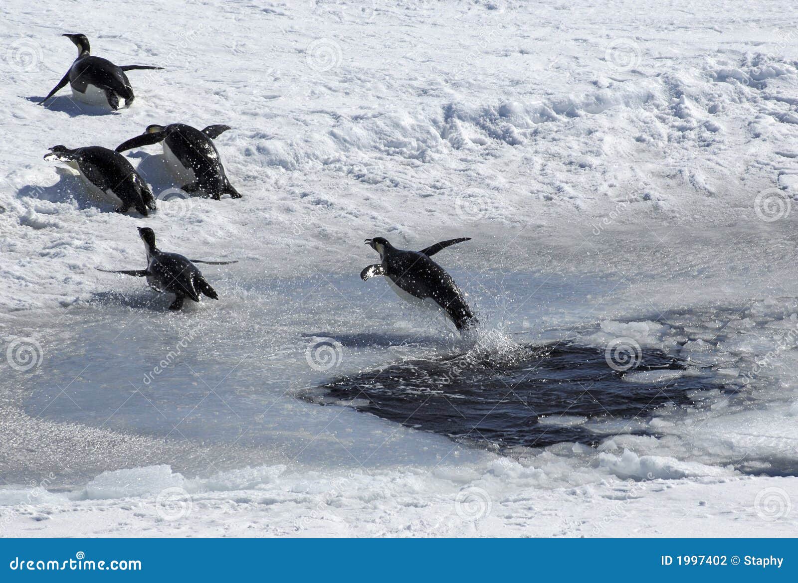 Springender Pinguin stockfoto. Bild von kalt, übung, sprung - 1997402