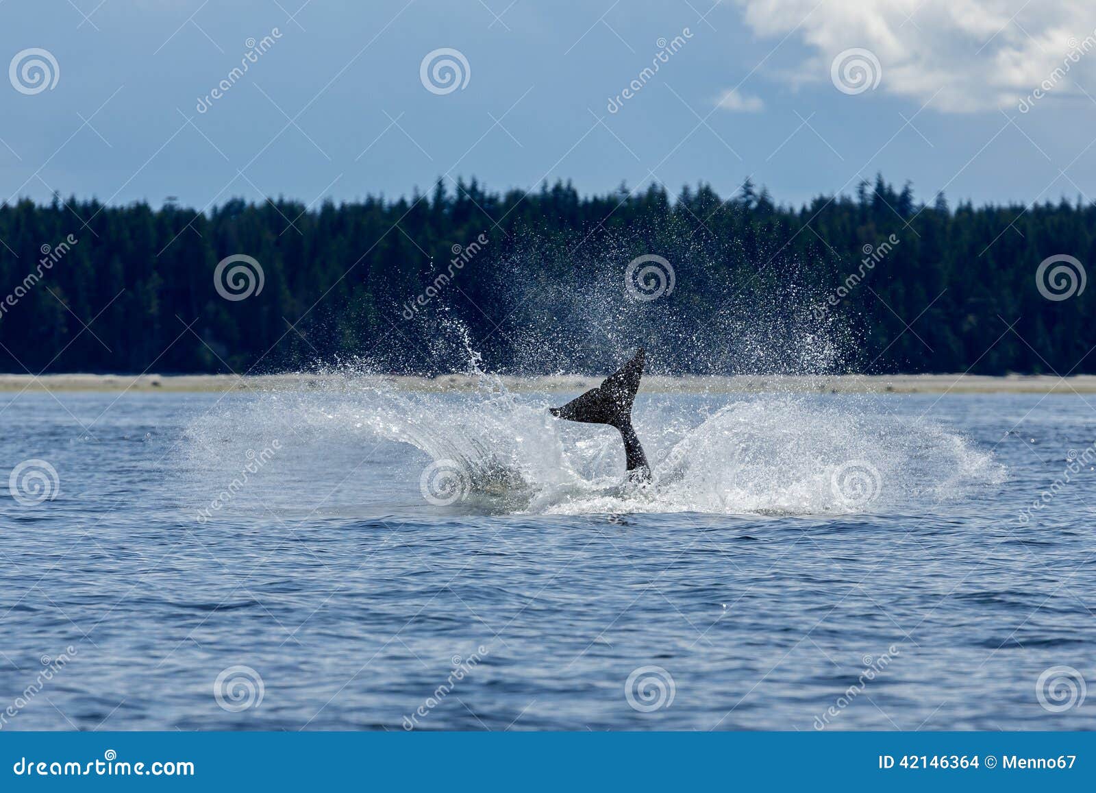 Springender Schwertwal stockfoto. Bild von wildnis, freiheit - 42146364