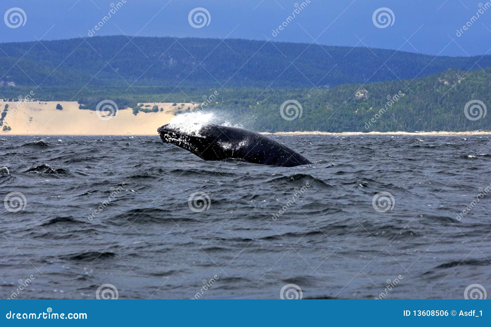 Springender Wal Fotos - Kostenlose und Royalty-Free Stock-Fotos von ...