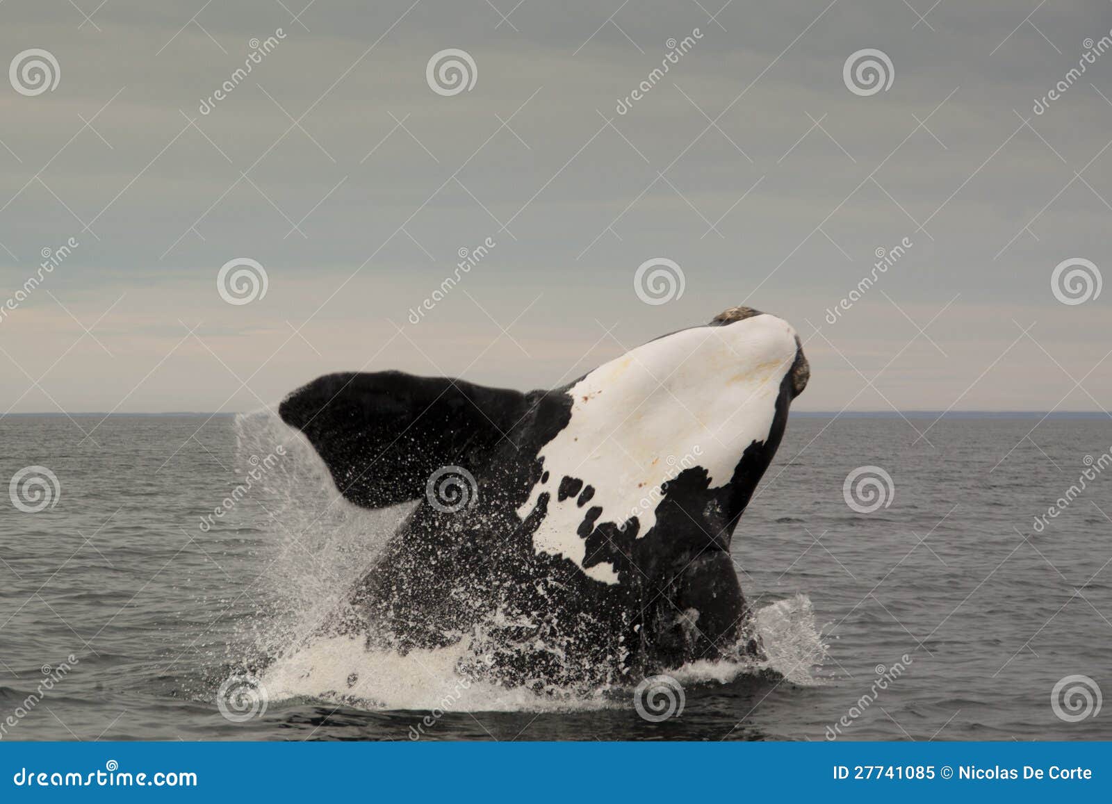 Springender Wal in Penisula Valdes, Argentinien Stockbild - Bild von ...
