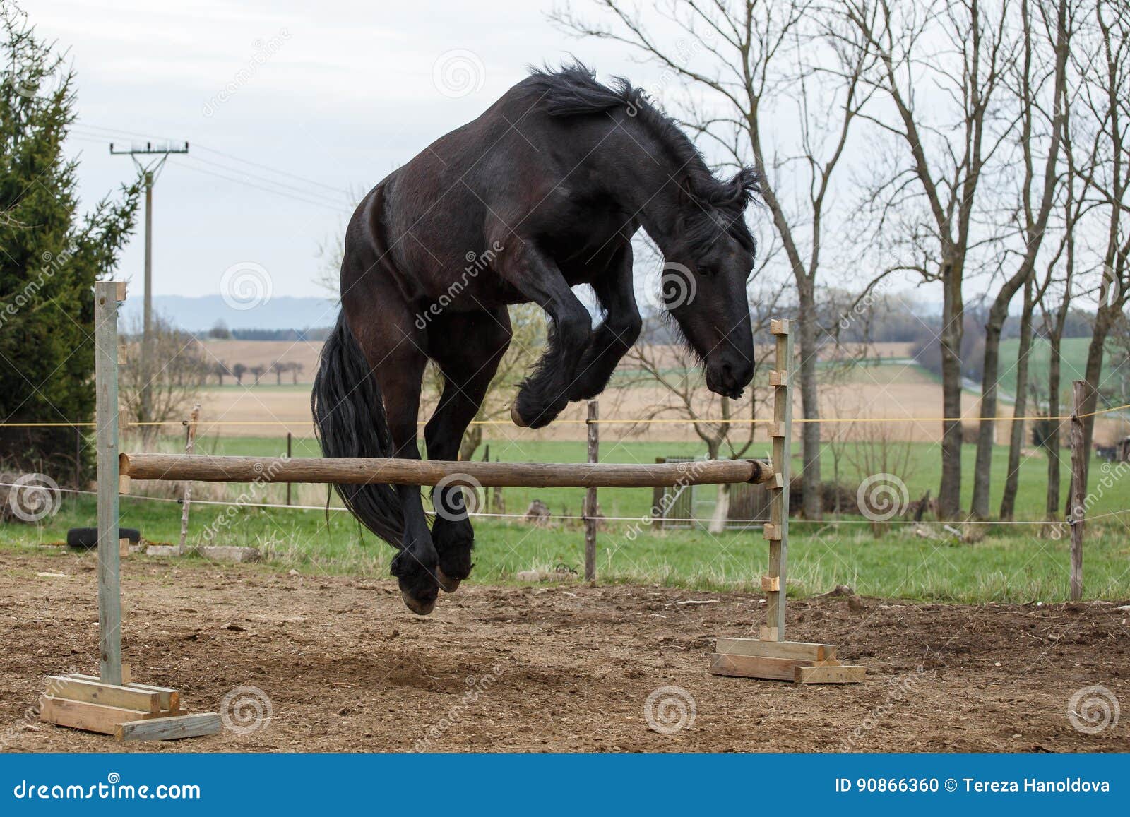 Springendes Friesisches Pferd Stockfoto - Bild von hintergrund, hengst ...