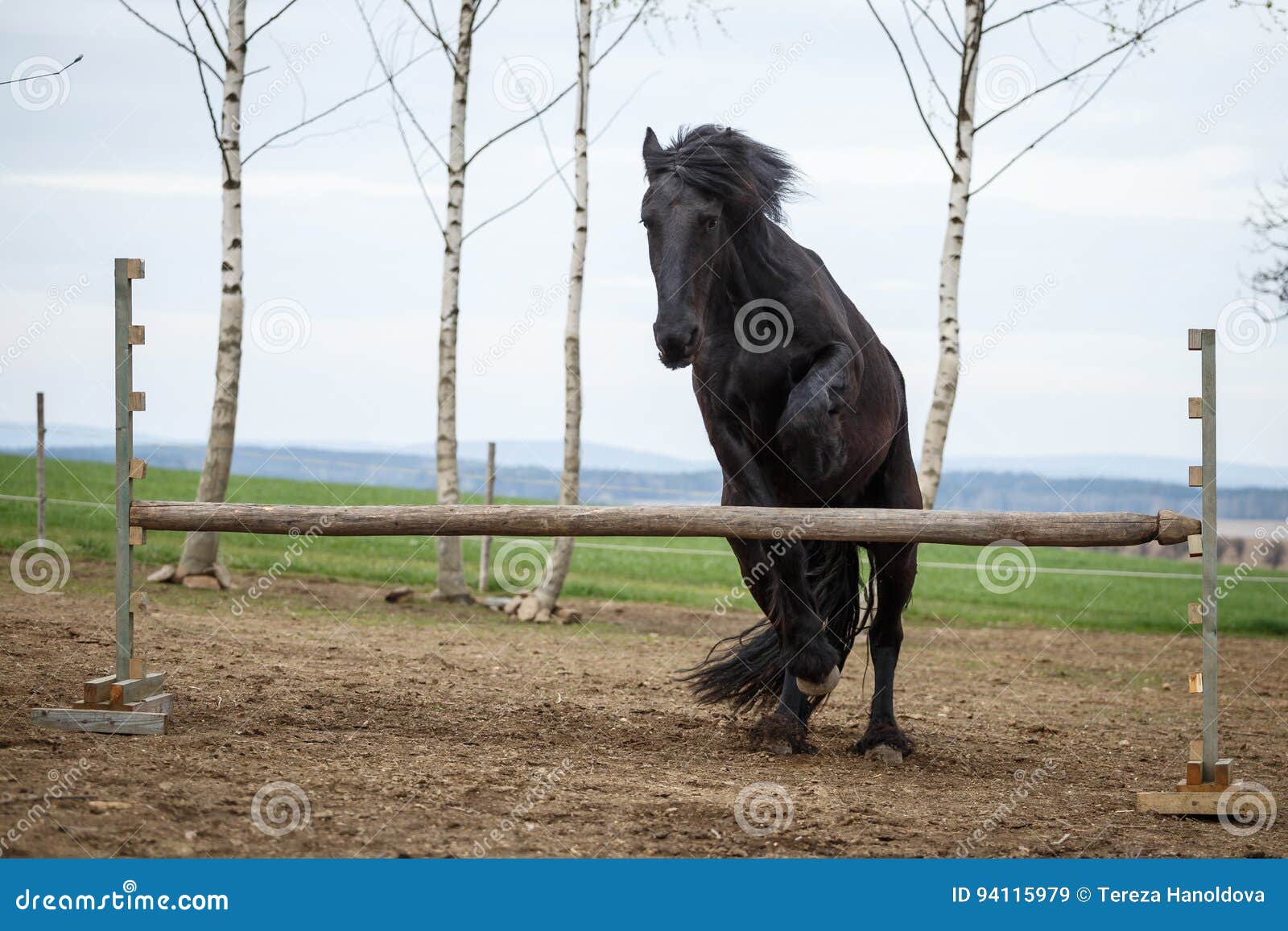 Springendes Friesisches Pferd Stockbild - Bild von bewegung, rückseite ...