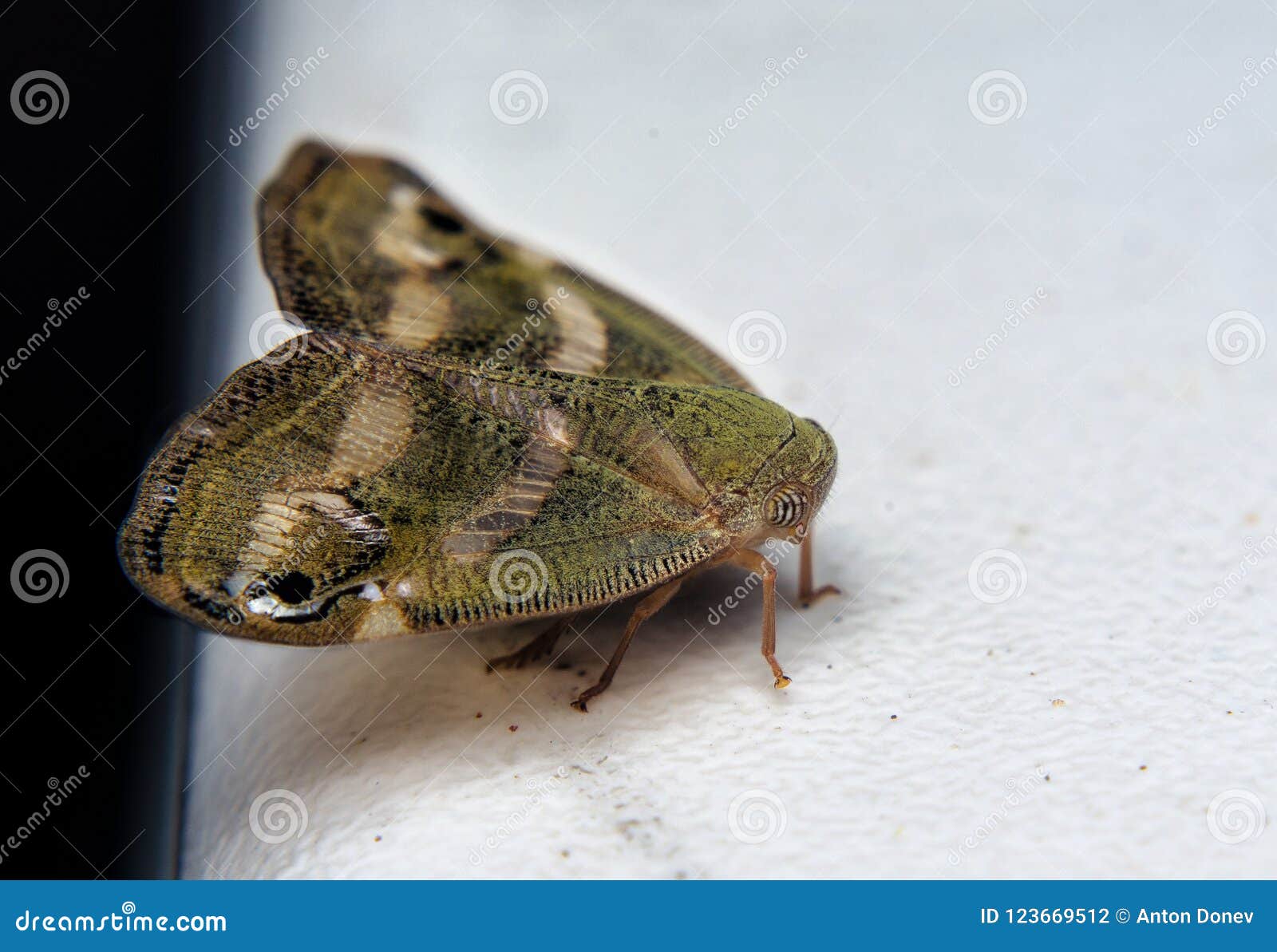 Springendes Insekt Ricania-japonica Stockfoto - Bild von grün, schön ...