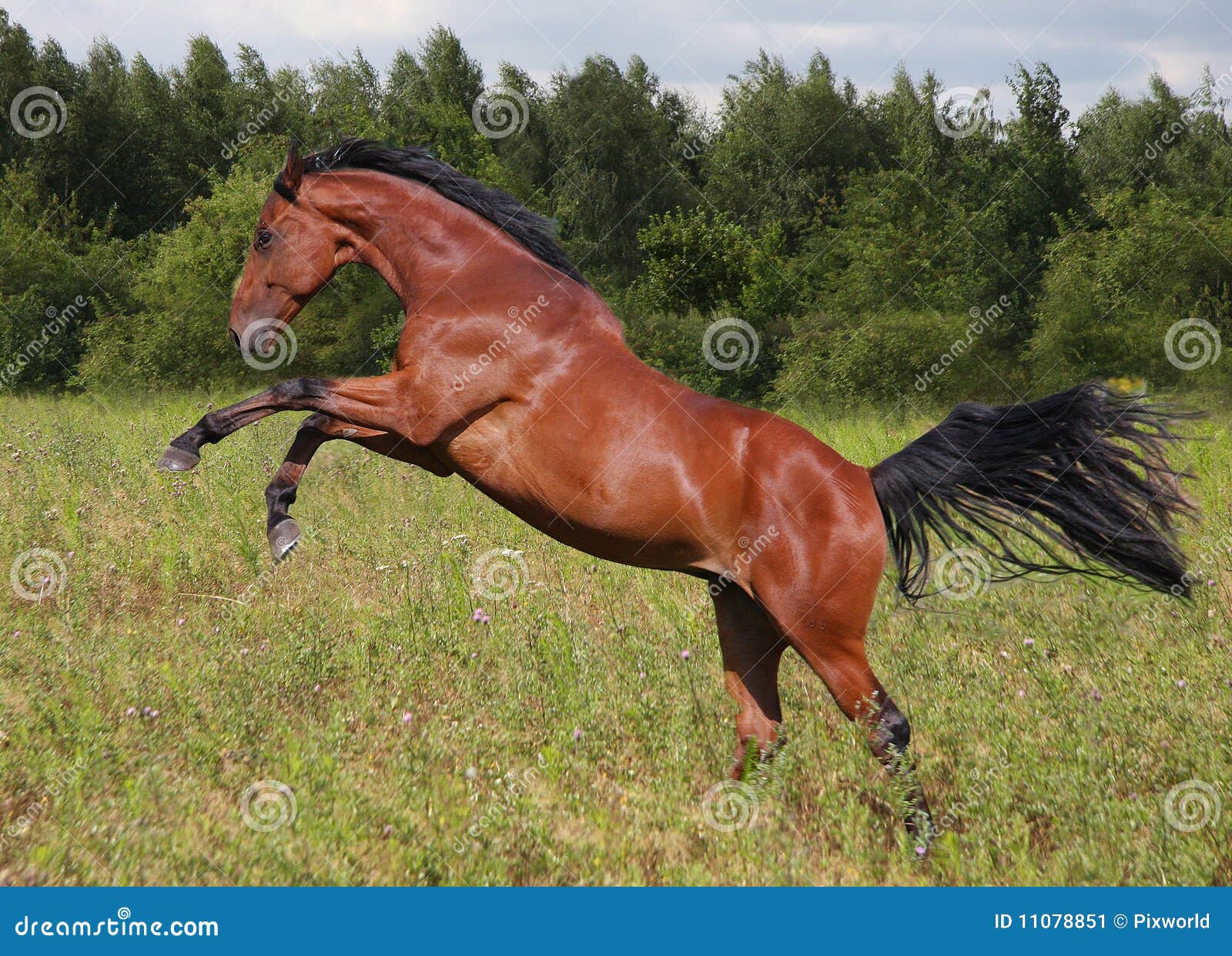 Springendes Pferd stockbild. Bild von freude, pferd, energie - 11078851