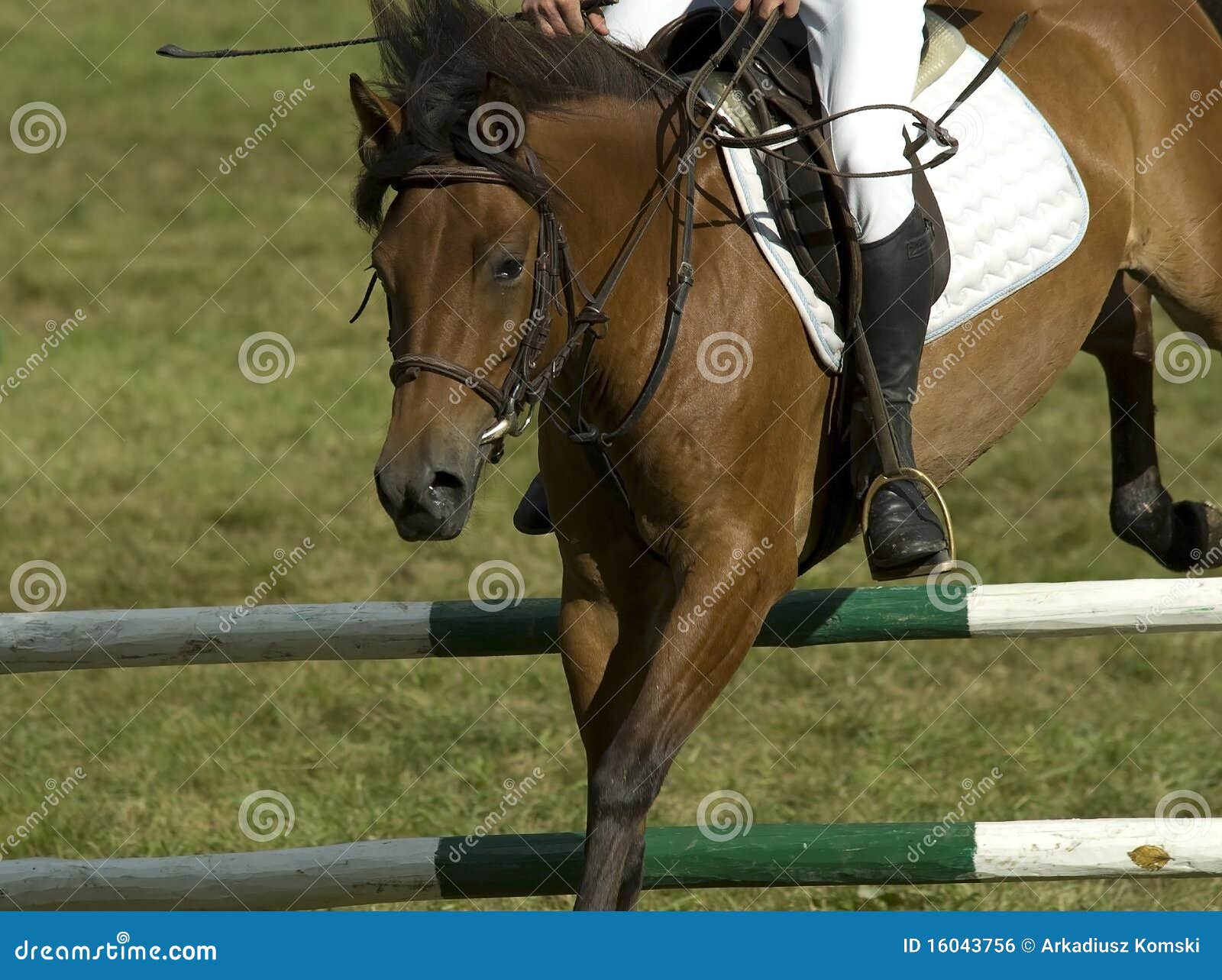 Springendes Pferd stockfoto. Bild von hindernis, jockey - 16043756
