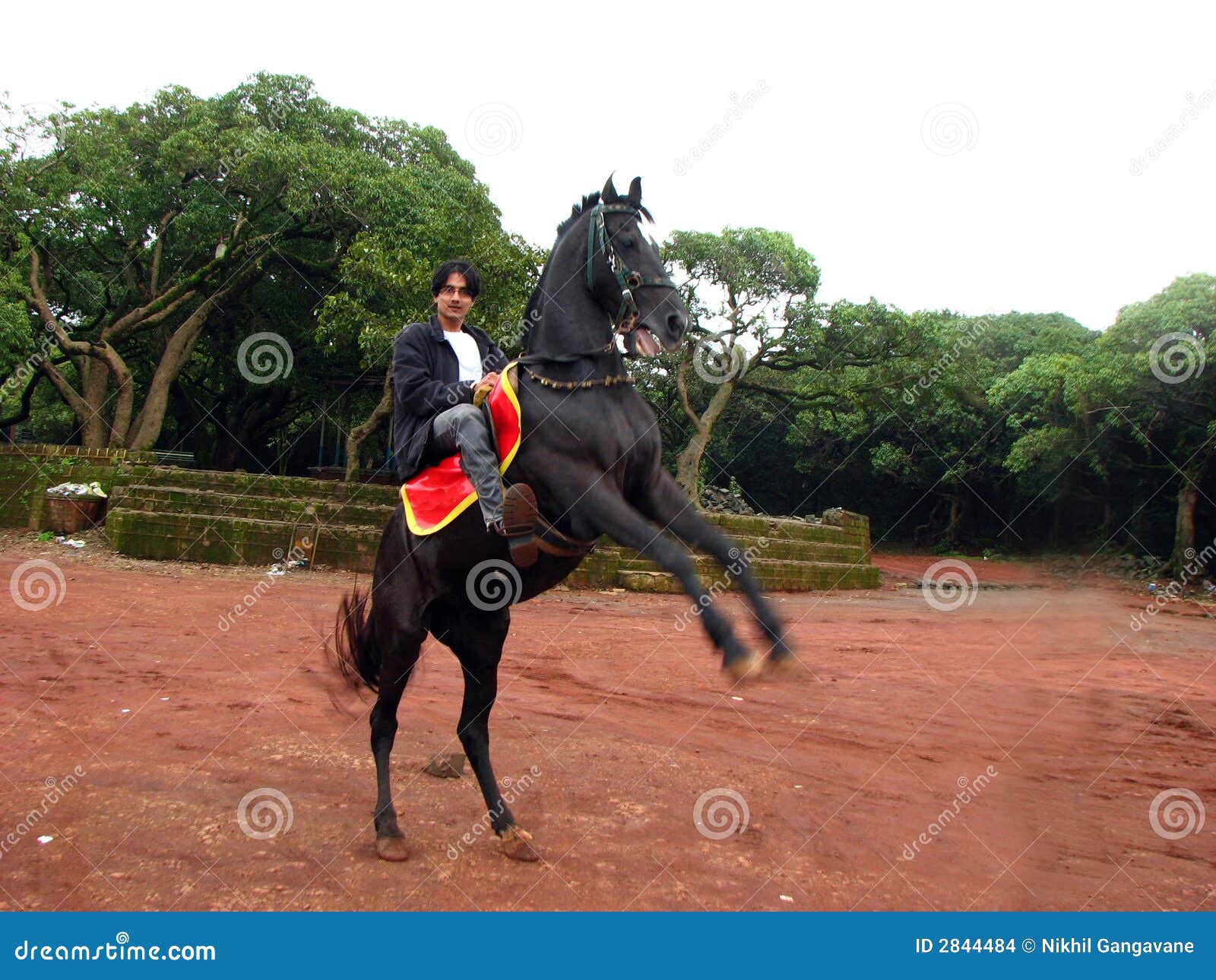 Springendes Pferd stockfoto. Bild von sträuben, glück - 2844484
