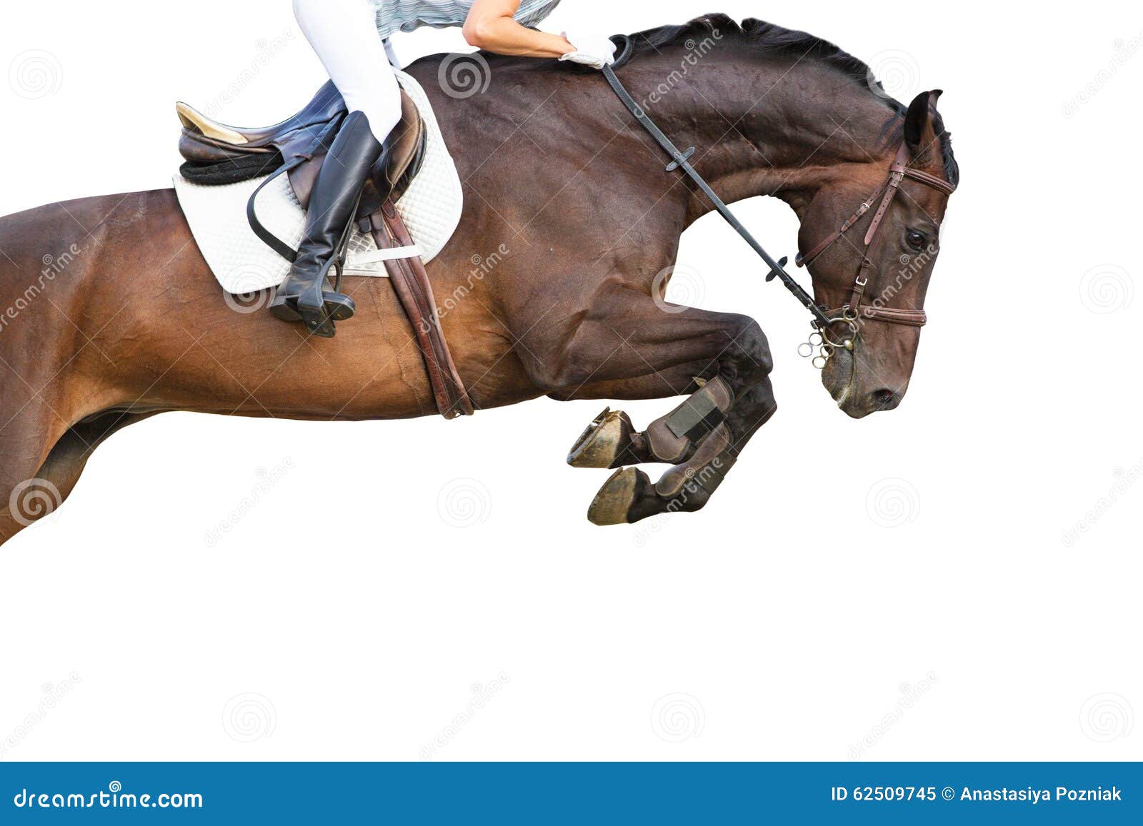 Springendes Pferd stock abbildung. Illustration von aktiv - 62509745