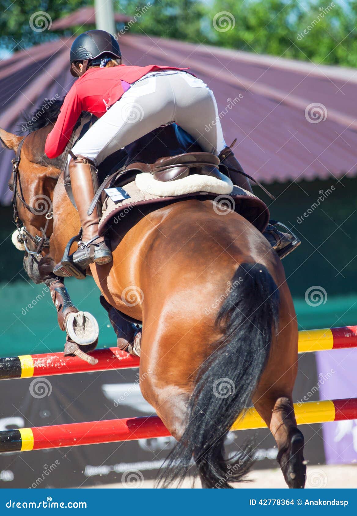 Springendes Pferd Mit Reiter Stockfoto - Bild von brut, pferdeartig ...