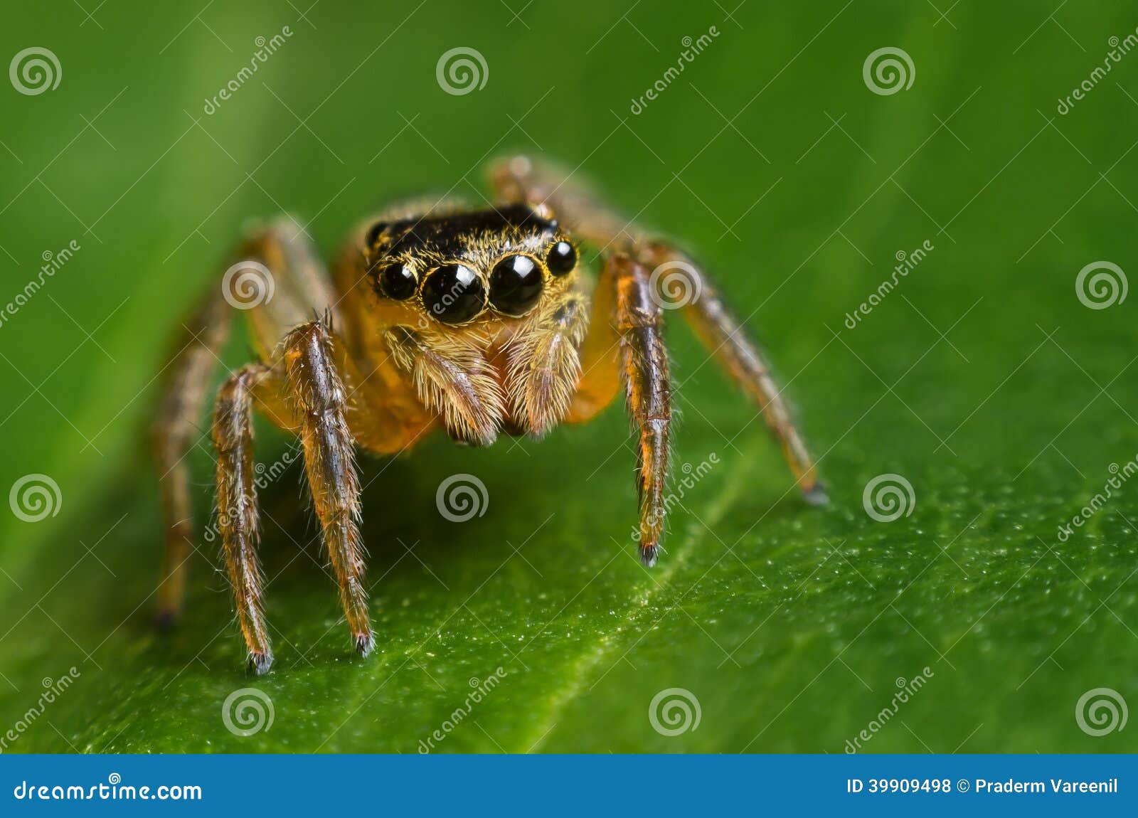 Springendes Spinnen-Makro stockfoto. Bild von hintergründe - 39909498