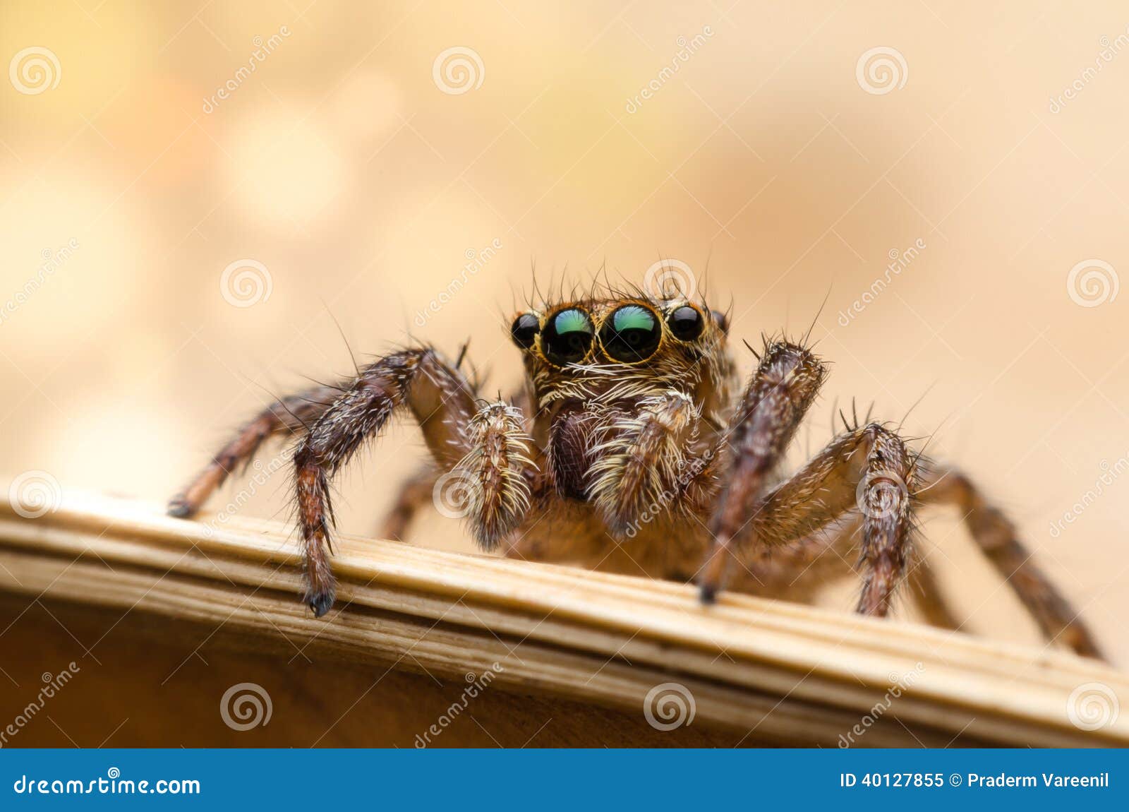 Springendes Spinnen-Makro stockbild. Bild von leuchte - 40127855