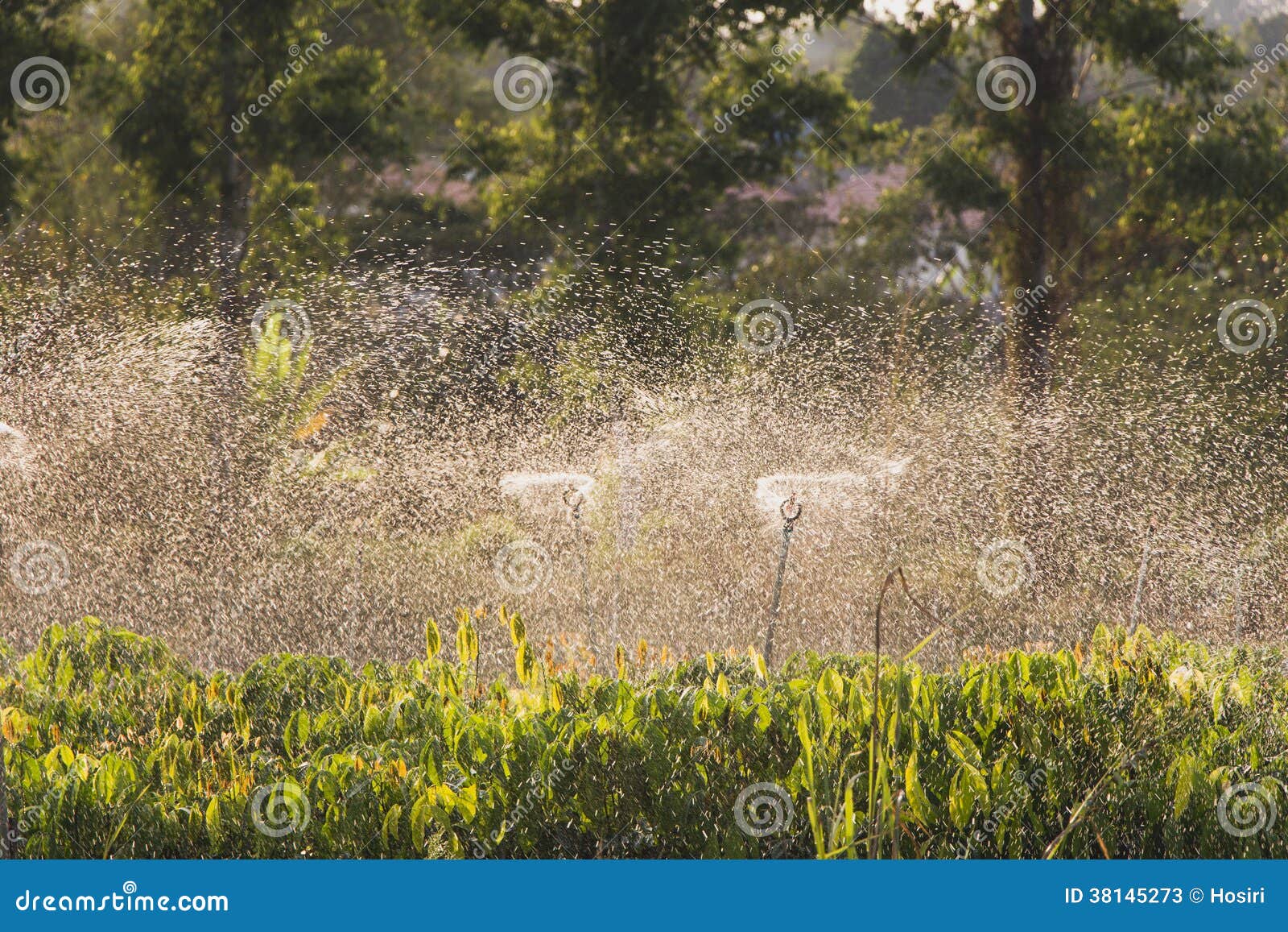 Springer stock image. Image of tree, garden, farming - 38145273