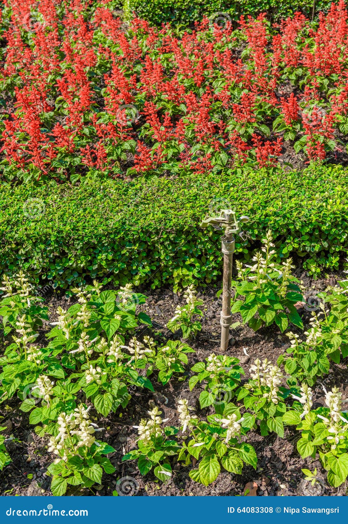 Springer in the garden stock photo. Image of water, nature - 64083308