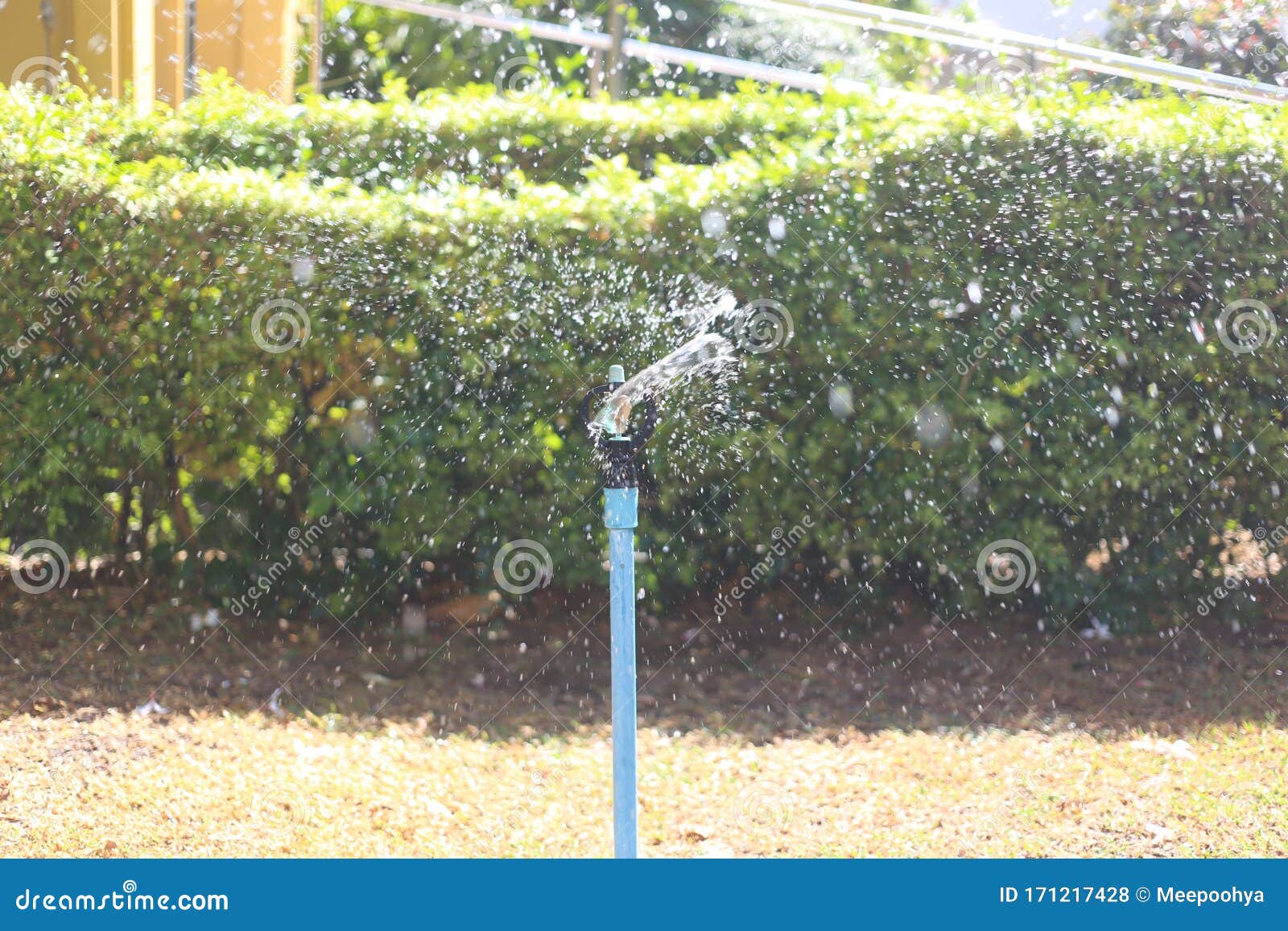 Springer is Running of Water Spread in the Garden Stock Photo - Image ...