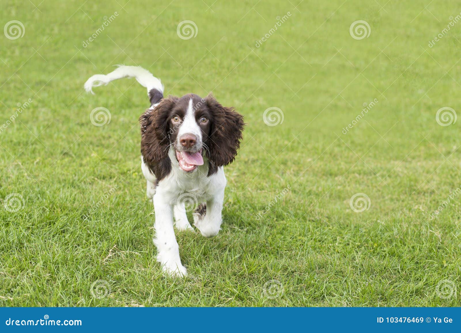 Springer spaniel image stock. Image du extérieur, oreilles - 103476469