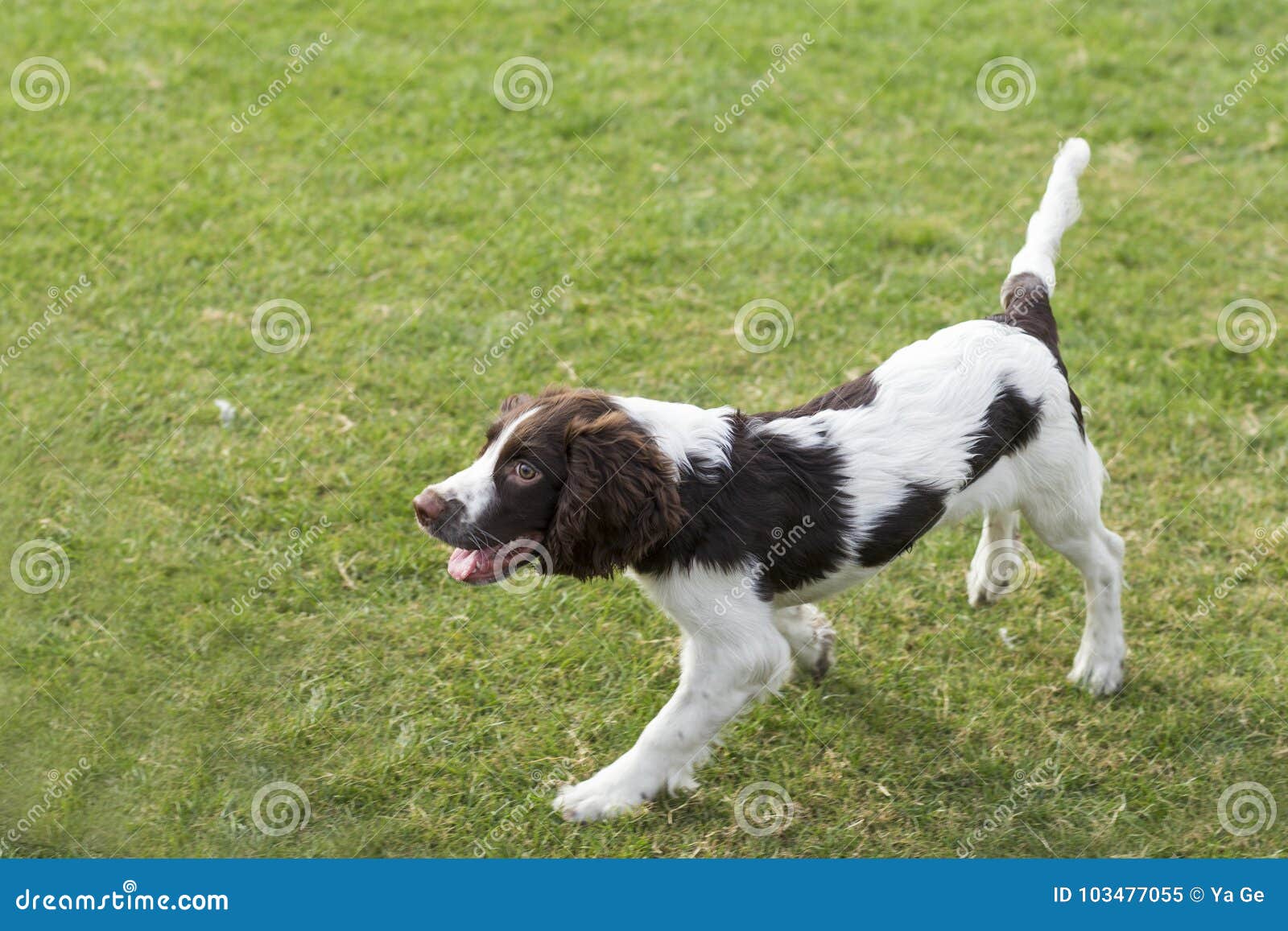Springer spaniel image stock. Image du crabot, canin - 103477055