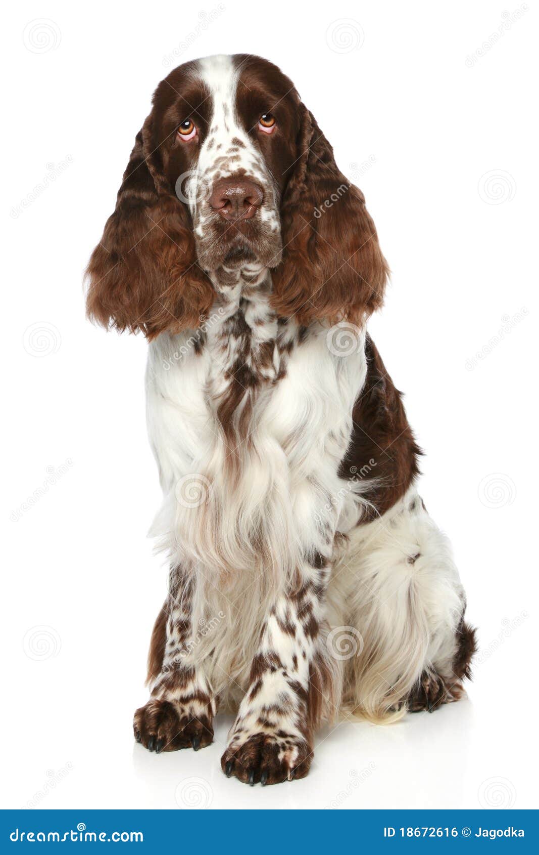 Springer Spaniel stock photo. Image of long, hunter, spaniel - 18672616