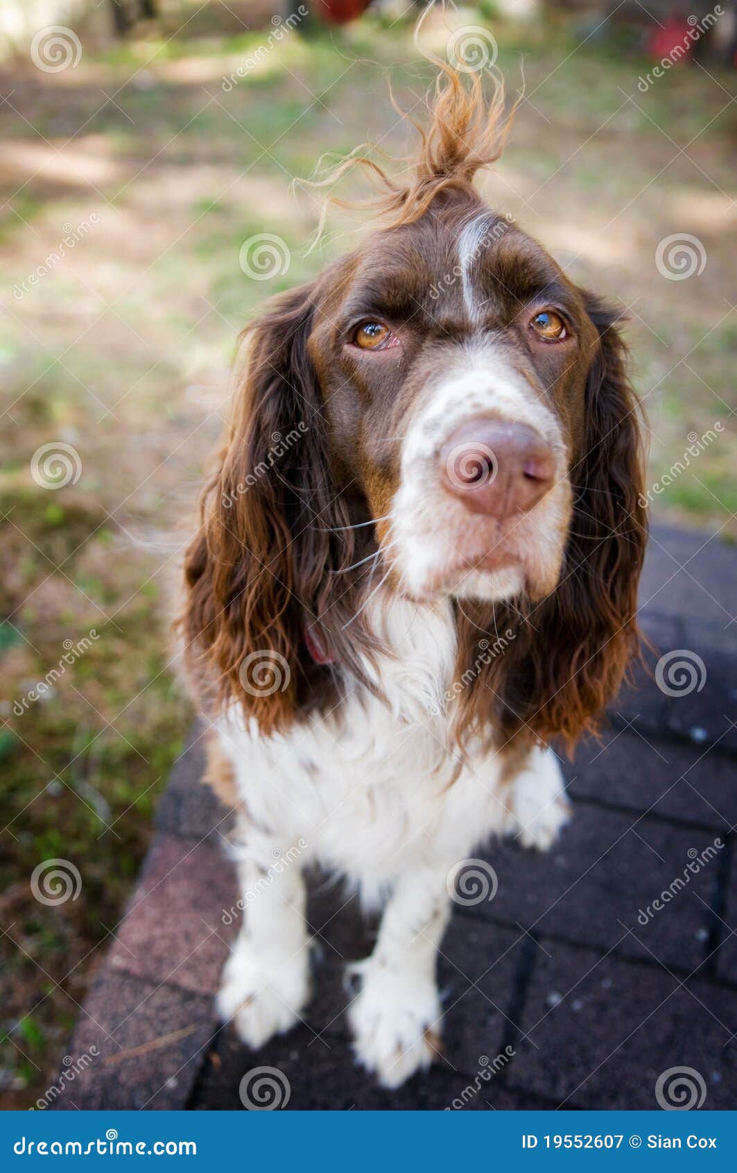 Springer spaniel stock image. Image of outdoor, humorous - 19552607