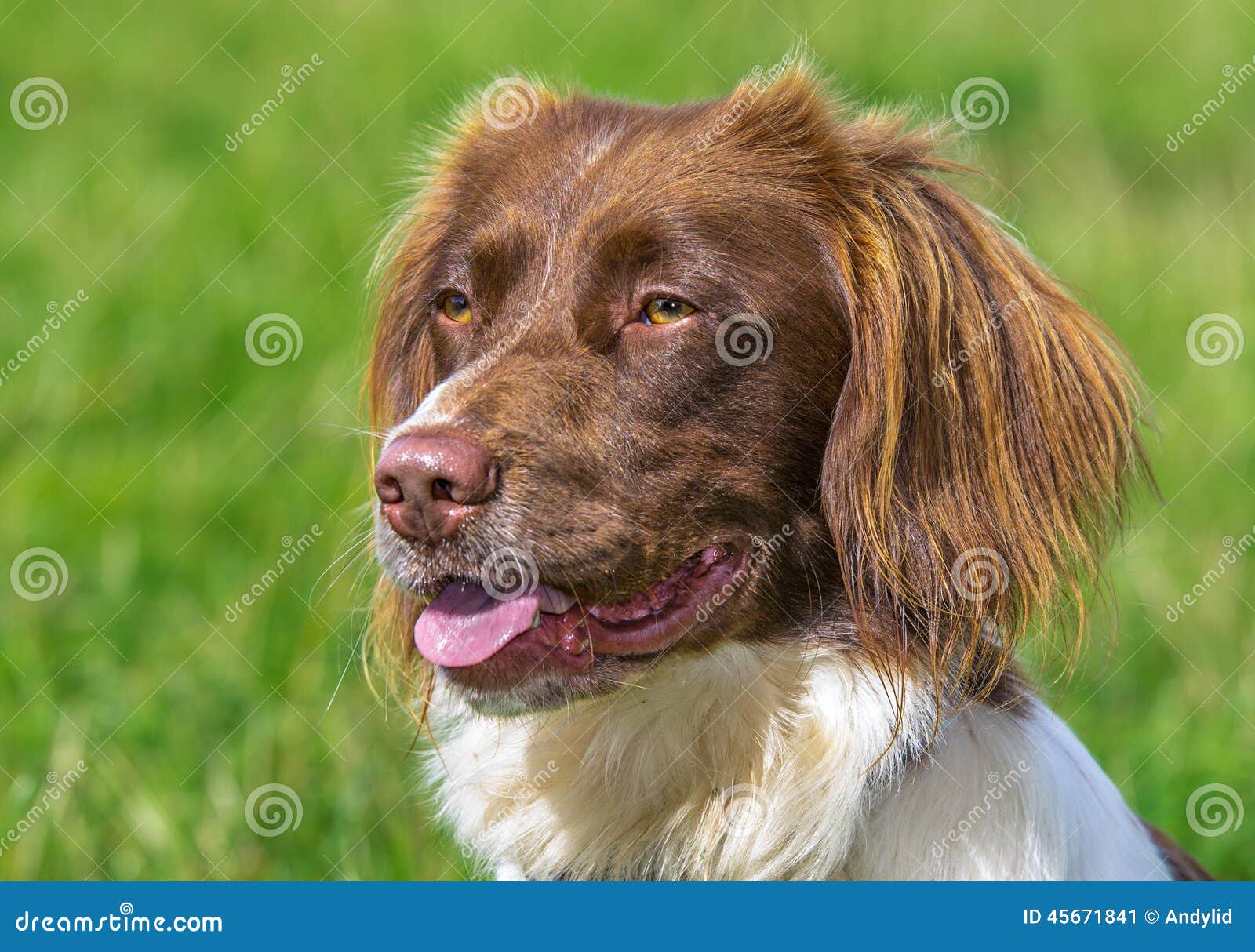 Springer Spaniel Stock Photo - Image: 45671841