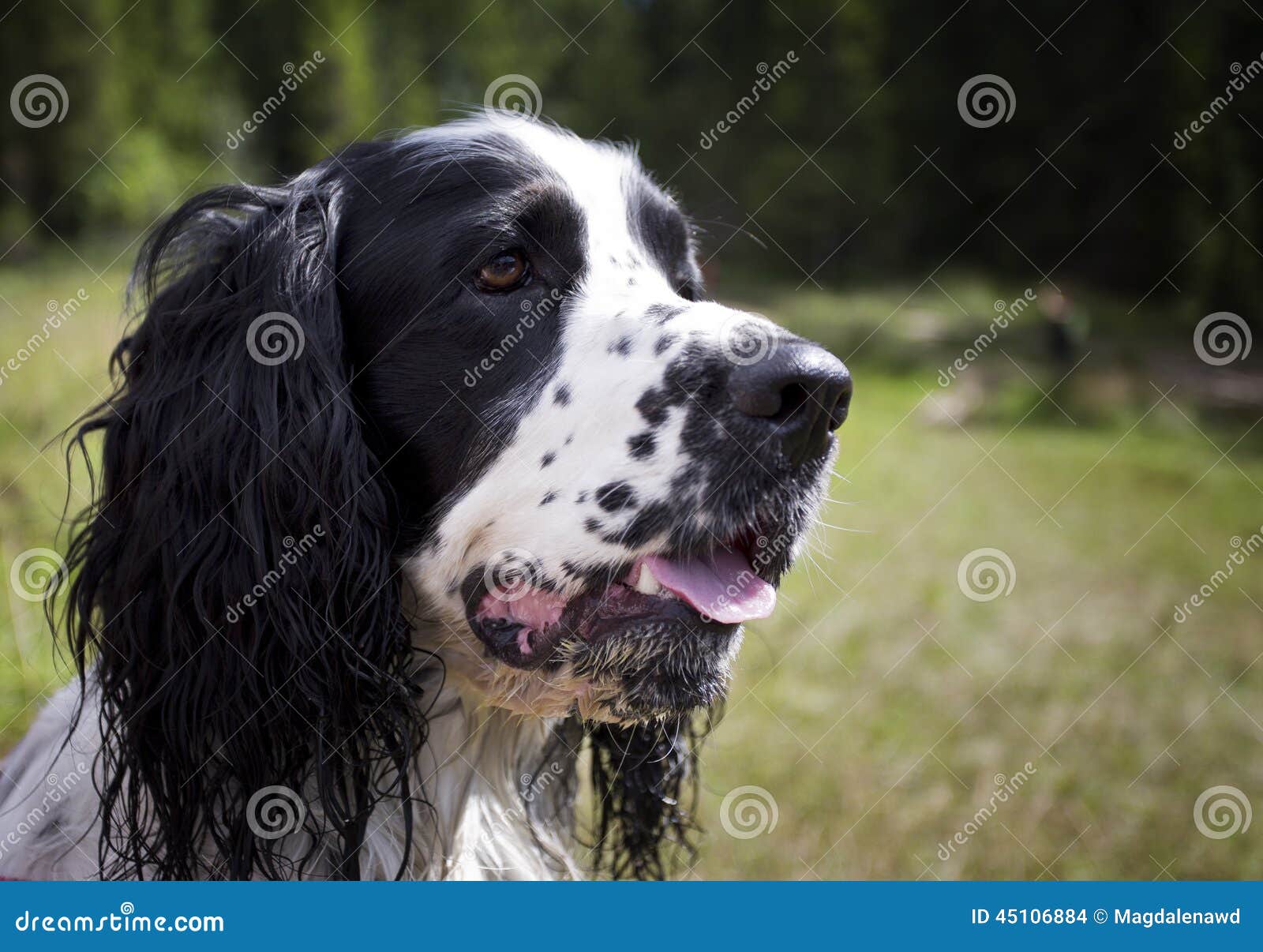 Springer spaniel stock photo. Image of spaniel, grass - 45106884