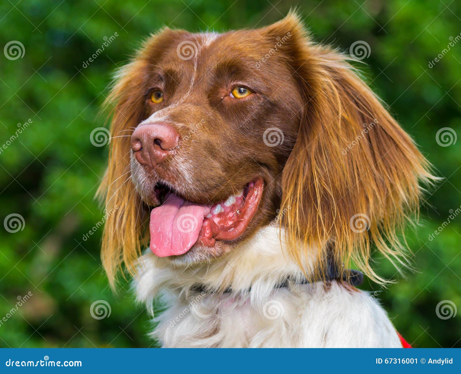Springer Spaniel Dog stock image. Image of tongue, animal - 67316001