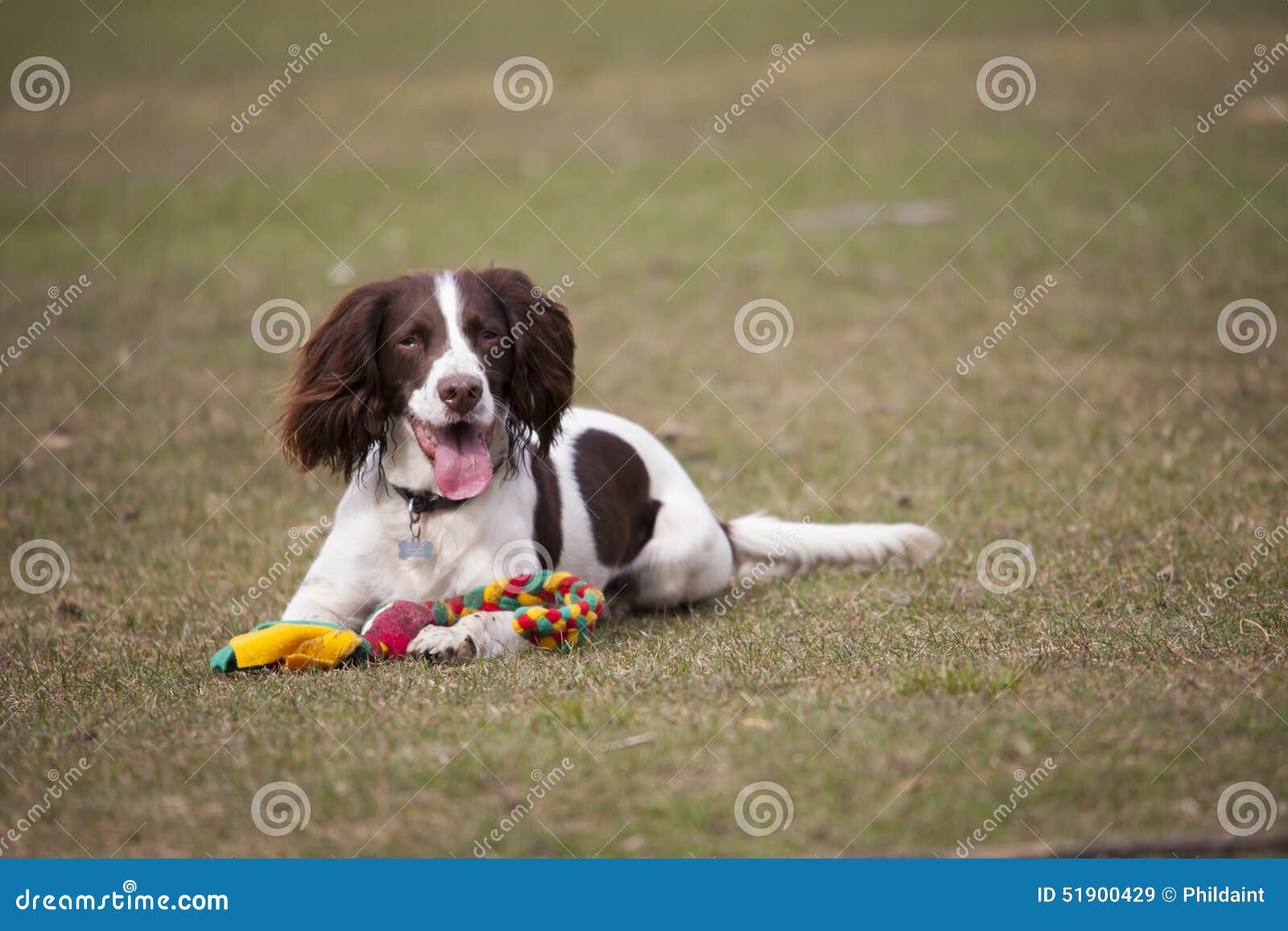 Springer Spaniel Dog Playing Stock Image - Image of happy, friendly ...