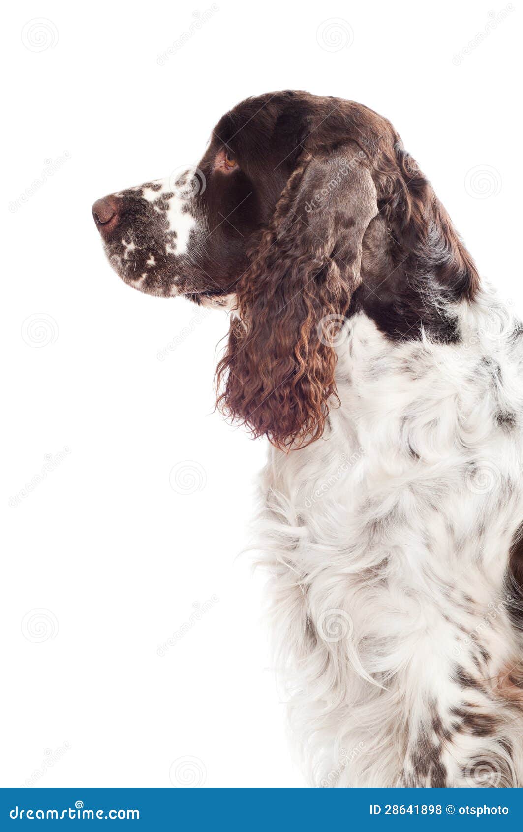 Springer Spaniel Dog Portrait Stock Photo - Image of long, playful ...