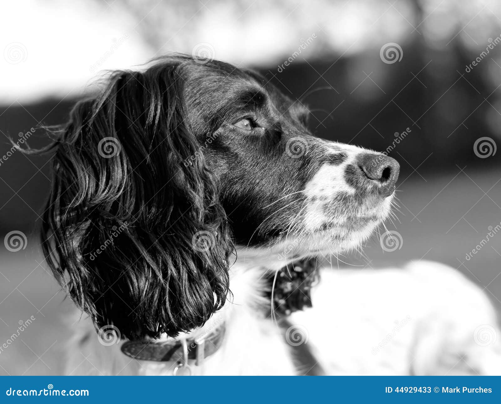 Springer Spaniel dog stock image. Image of close, animal - 44929433