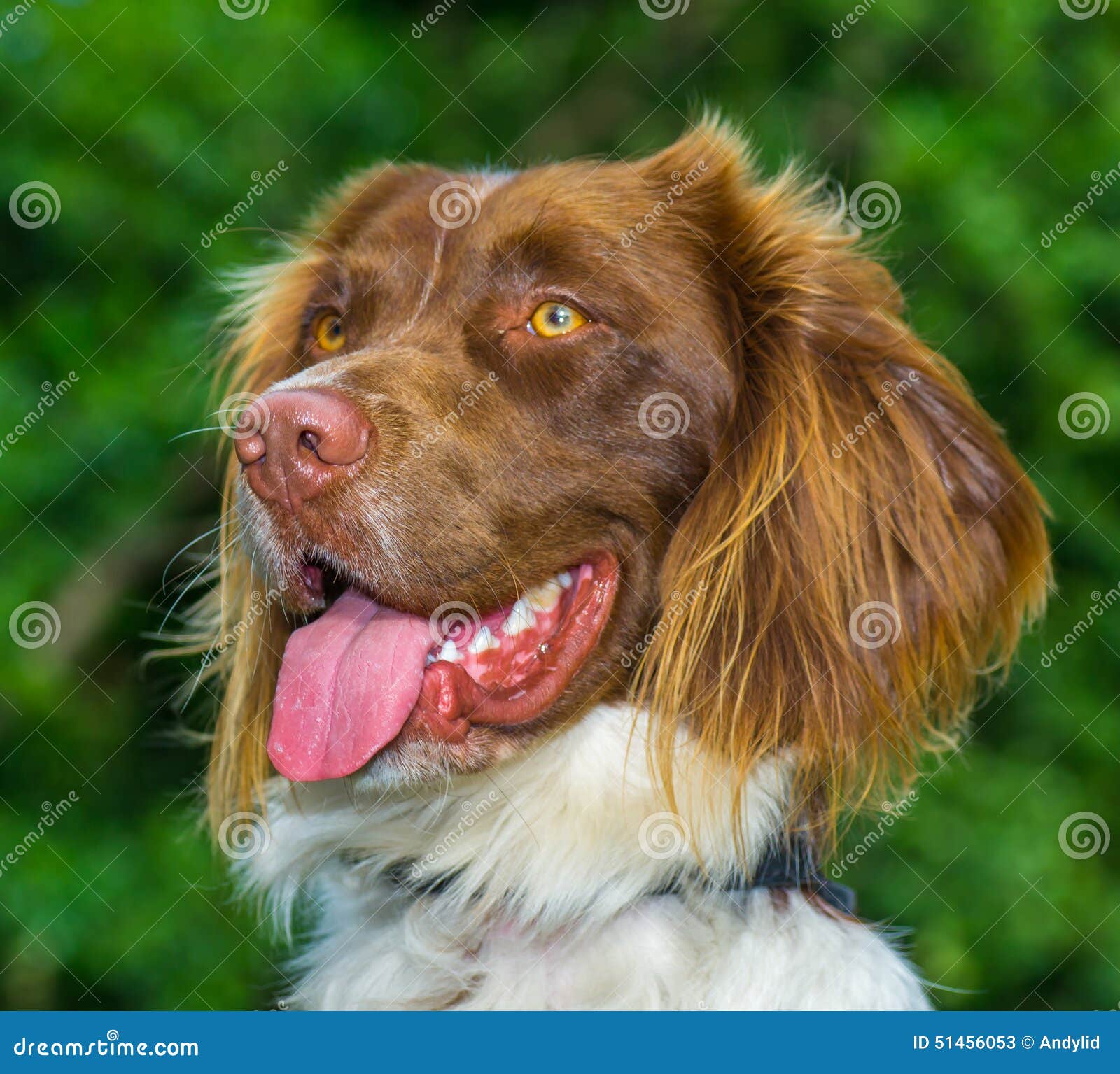 Springer Spaniel Dog stock image. Image of domesticated - 51456053