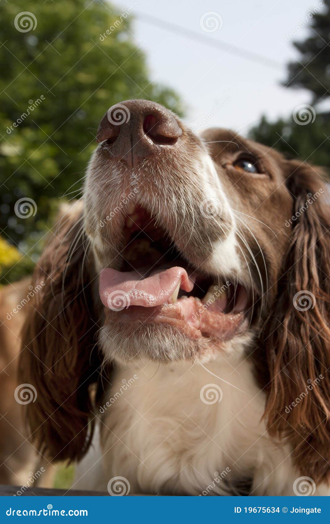 Springer spaniel dogs face stock photo. Image of tongue - 19675634