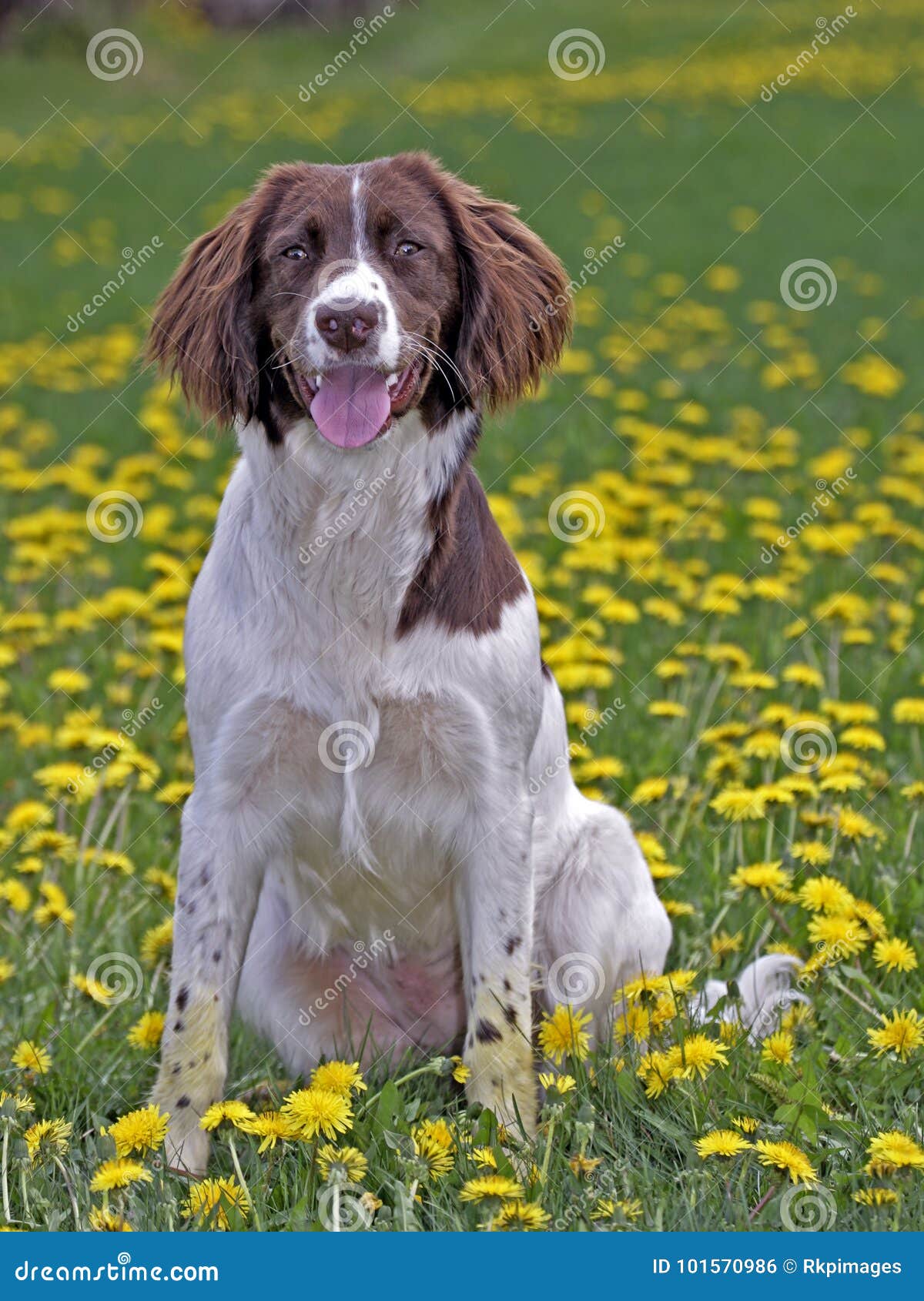 Springer Spaniel stock photo. Image of field, purebred - 101570986