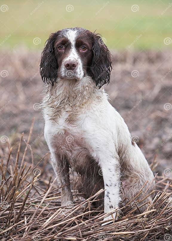 Springer Spaniel Gundog stock photo. Image of dirty, springer - 7952562