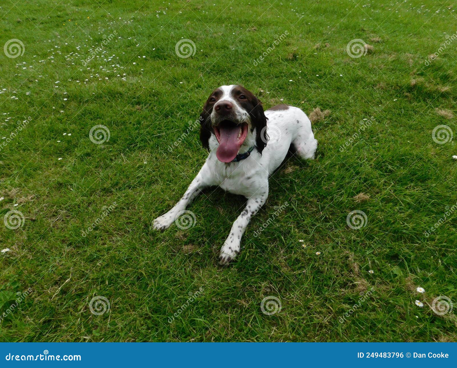 Springer Spaniel Lay in Grass on a Summers Day. Stock Photo - Image of ...
