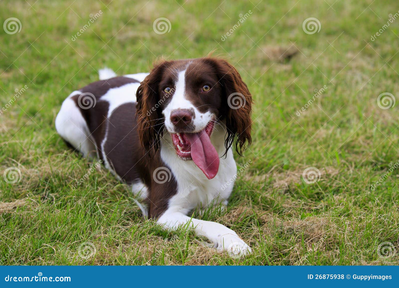 Springer Spaniel Lying Down Stock Photo - Image of spaniel, grass: 26875938