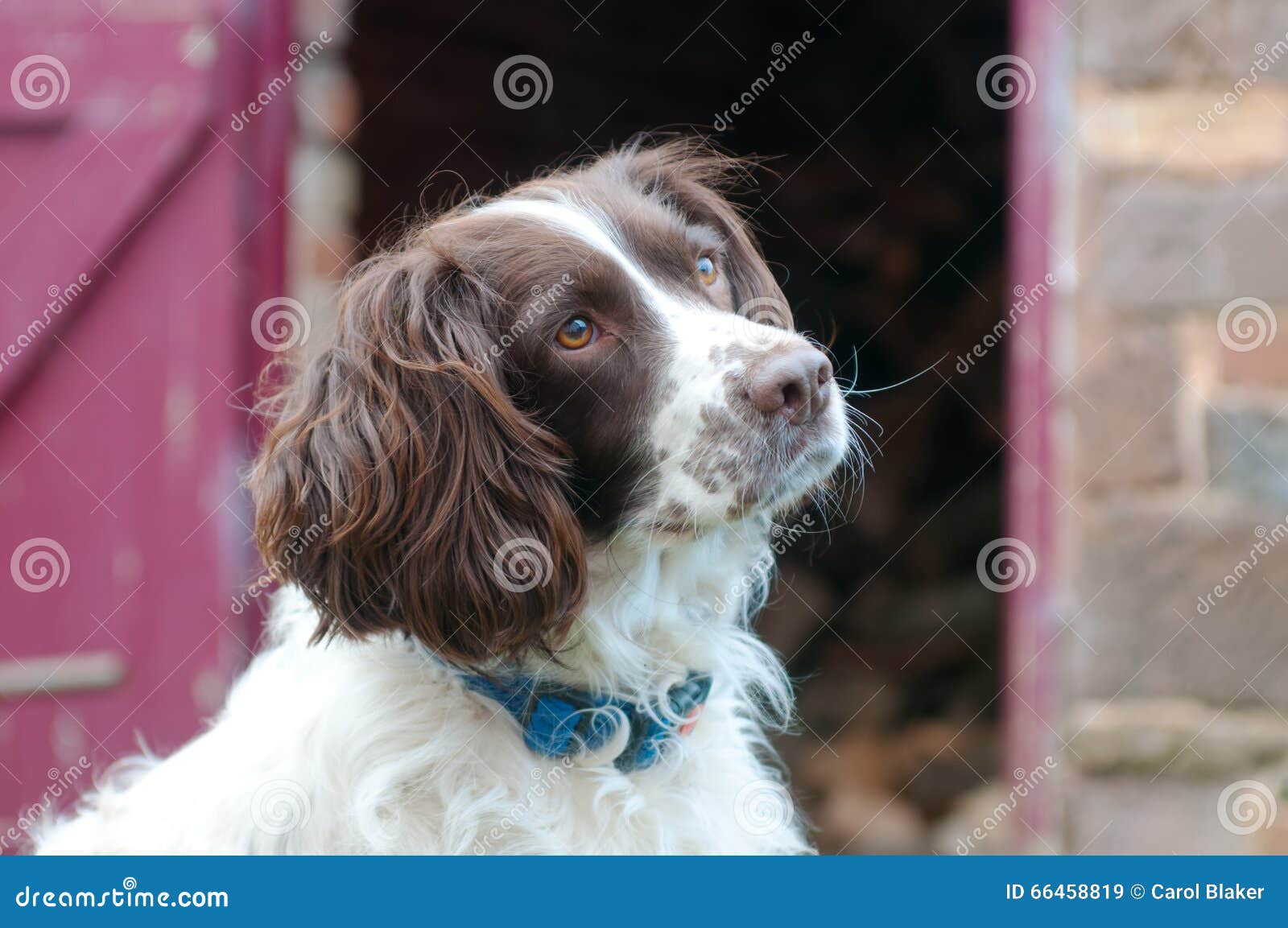 Springer Spaniel Portrait stock image. Image of gentle - 66458819