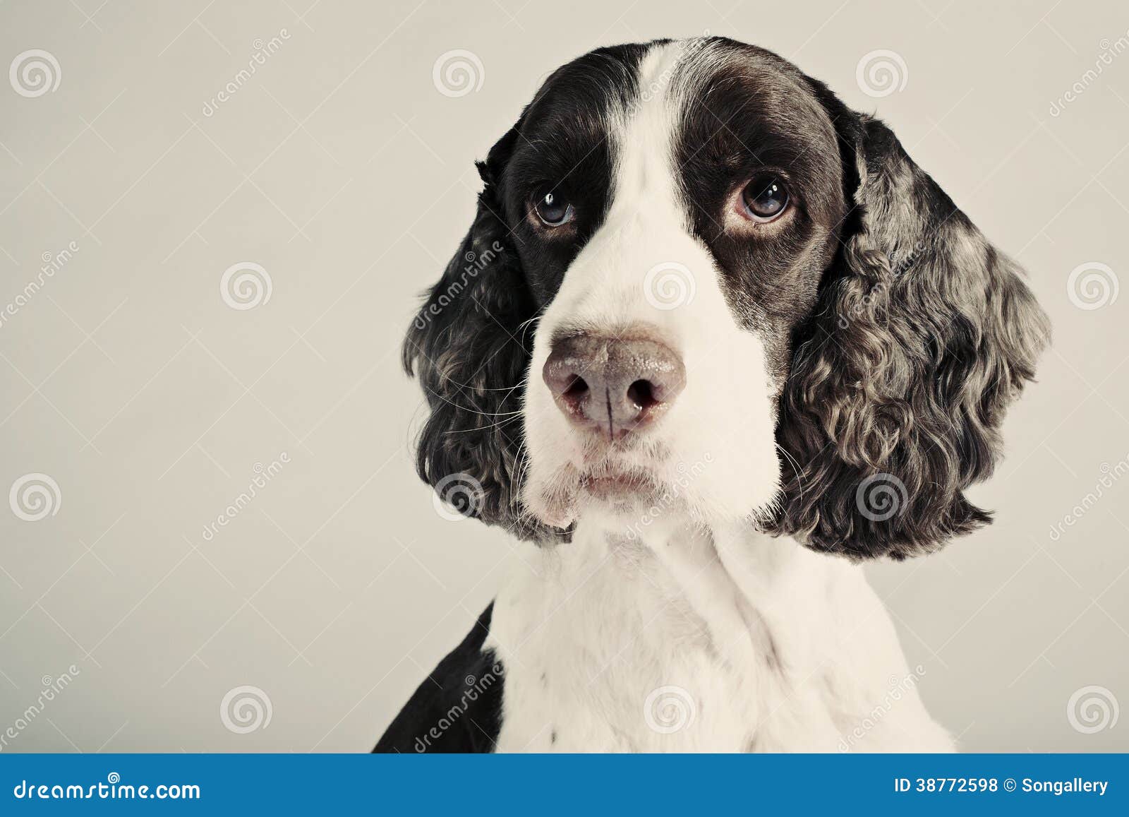 Springer Spaniel Portrait stock photo. Image of momo - 38772598