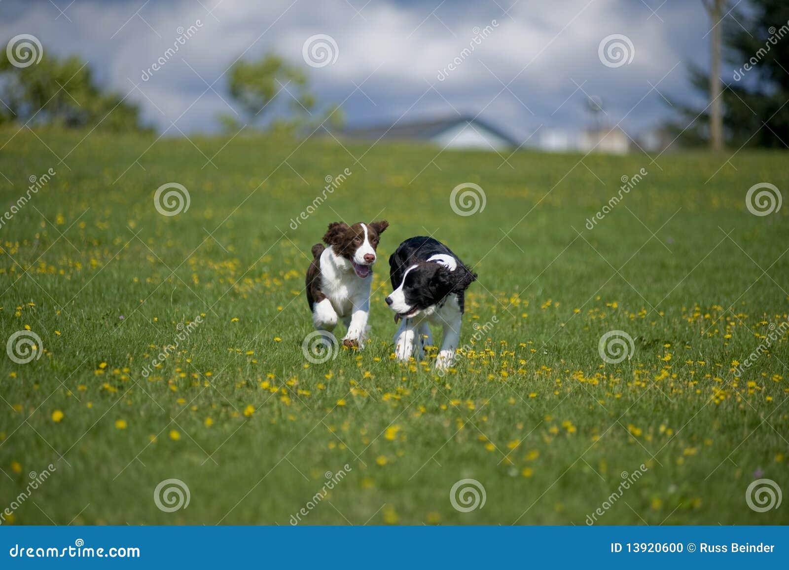 Springer Spaniel Puppies Play in a Field Stock Photo - Image of animal ...