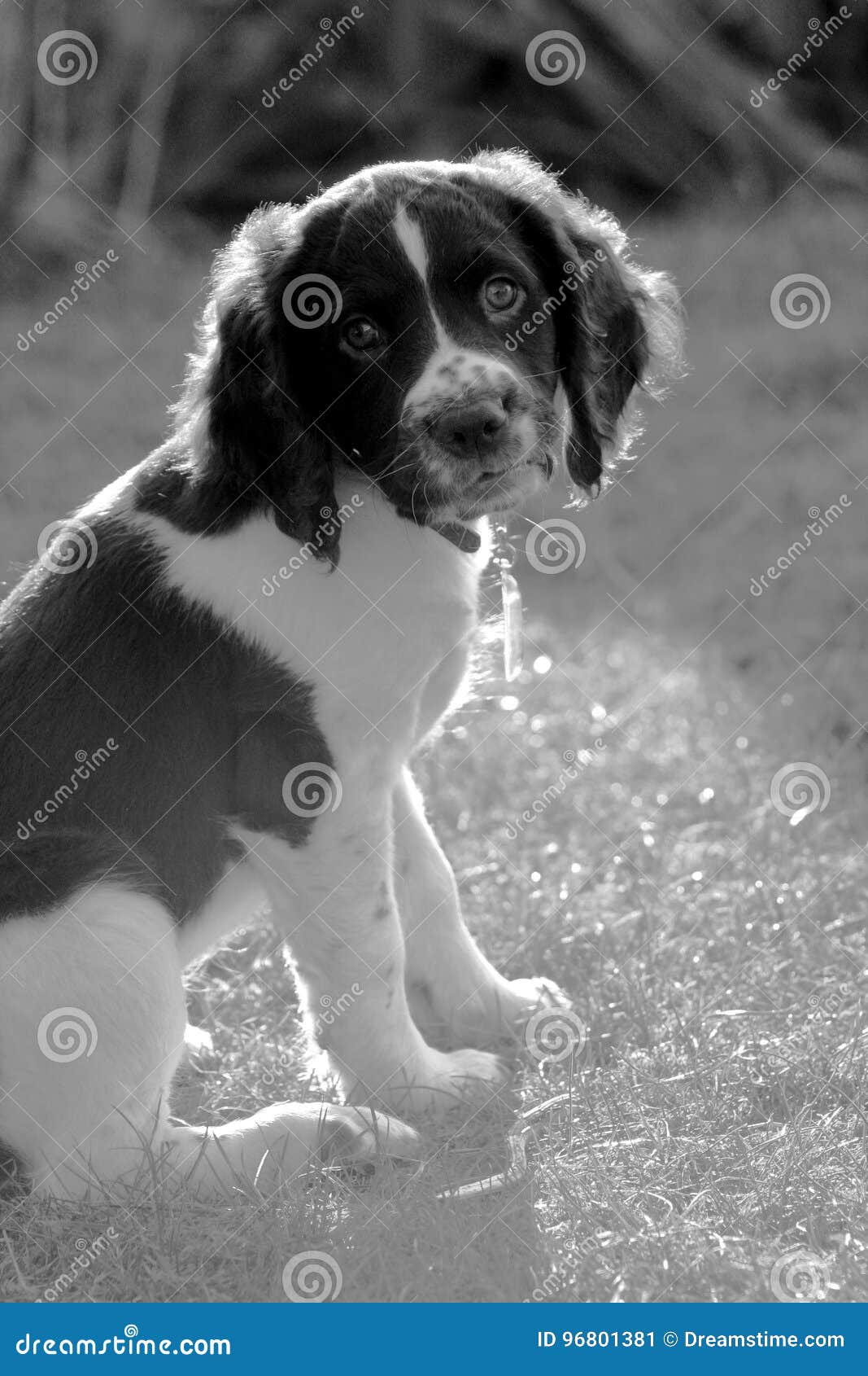 Springer Spaniel puppy stock image. Image of puppy, spaniel - 96801381