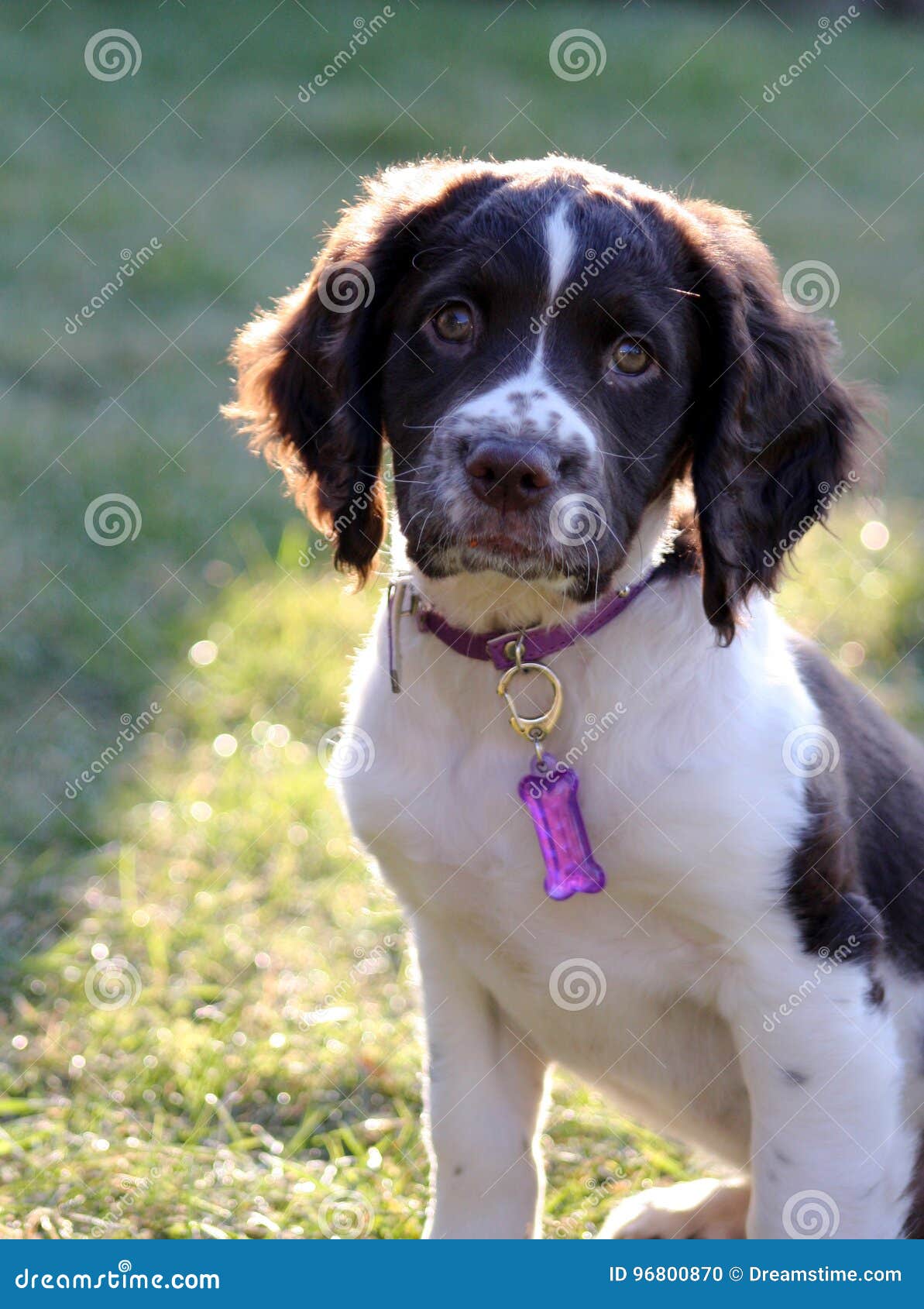 Springer Spaniel puppy stock photo. Image of puppy, springer - 96800870