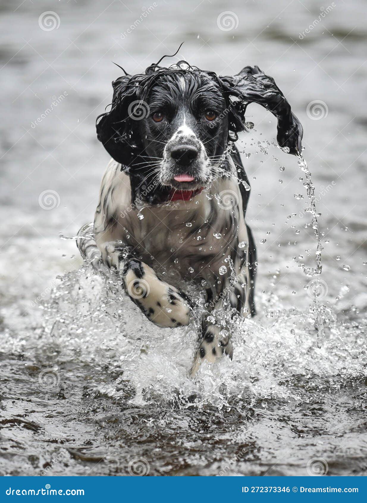 Springer Spaniel in the River Stock Photo - Image of friendly, spaniel ...
