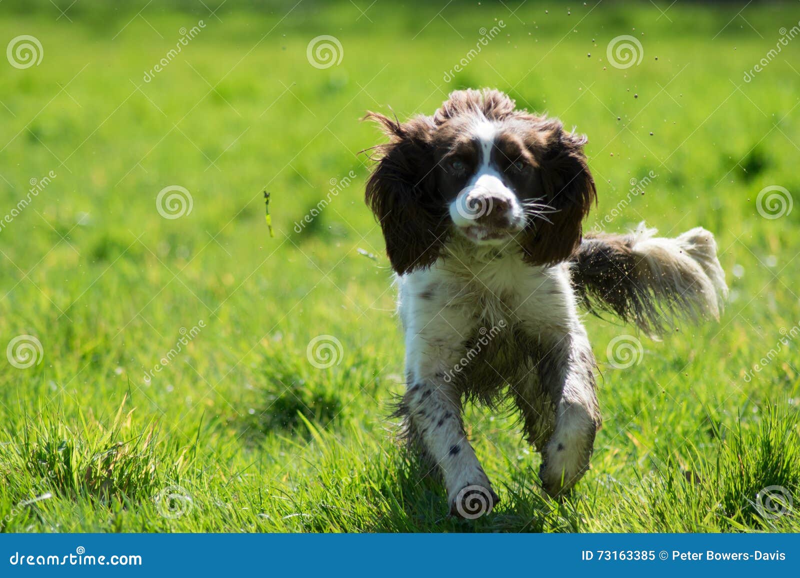 Springer Spaniel running stock image. Image of spaniel - 73163385